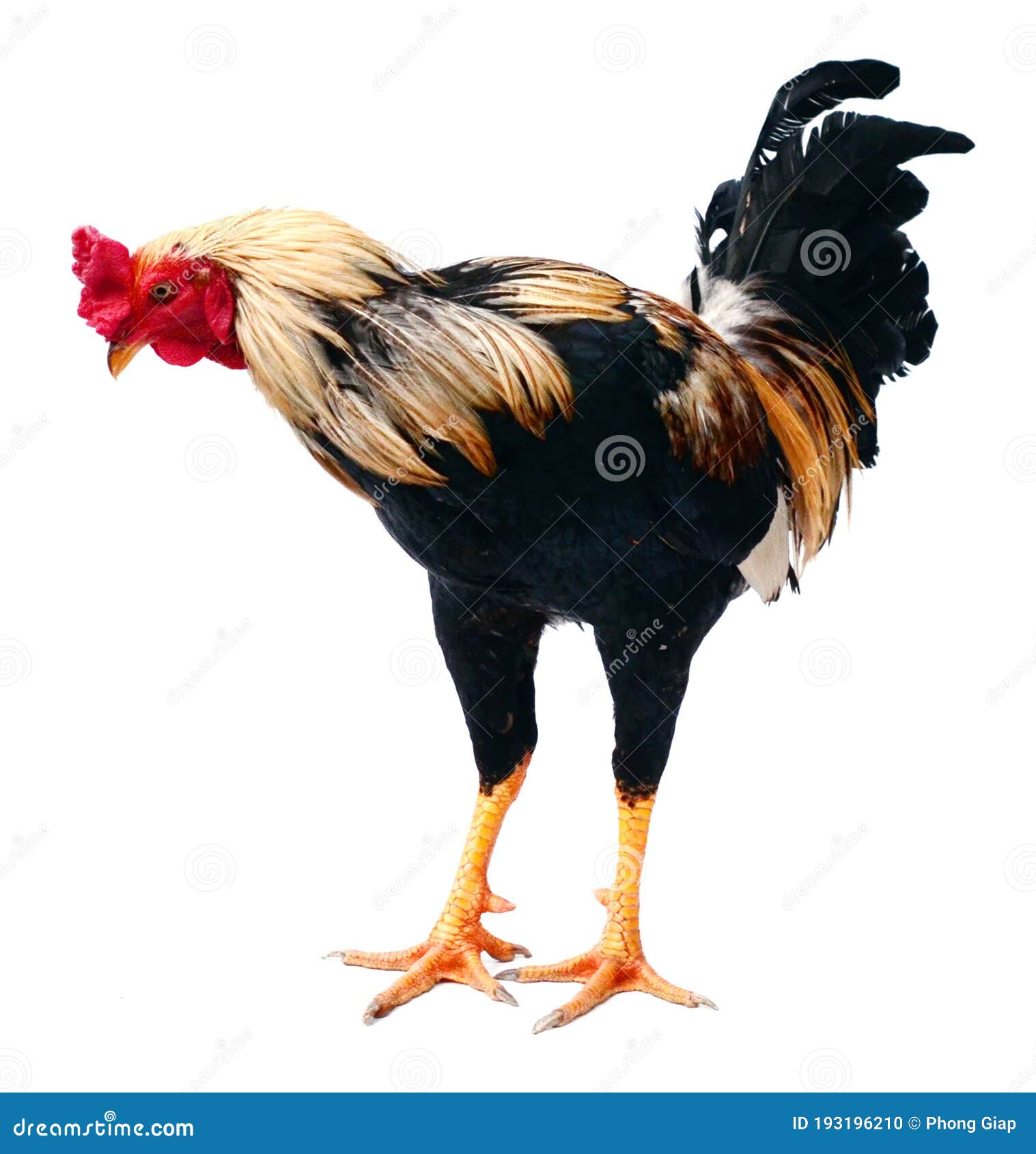 Thai rooster. stock photo. Image of meat, bird, isolated - 193196210