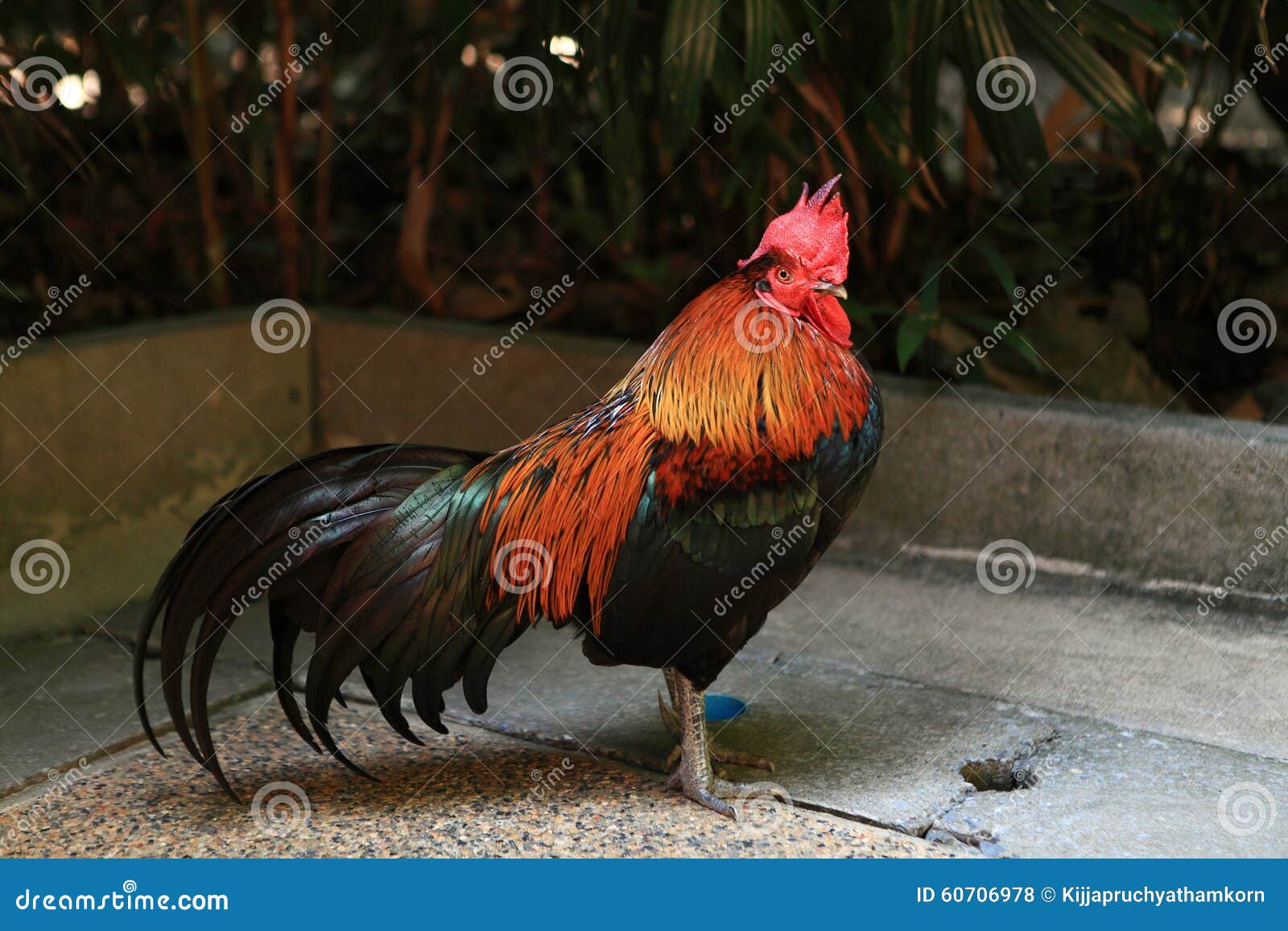 Thai Rooster. Stock Photography | CartoonDealer.com #193196210