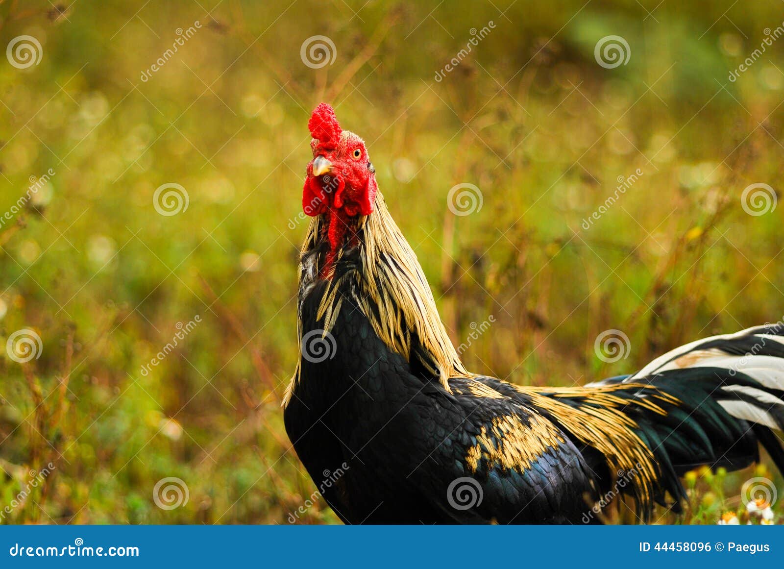 Thai Rooster stock photo. Image of cockrel, magnificent - 44458096