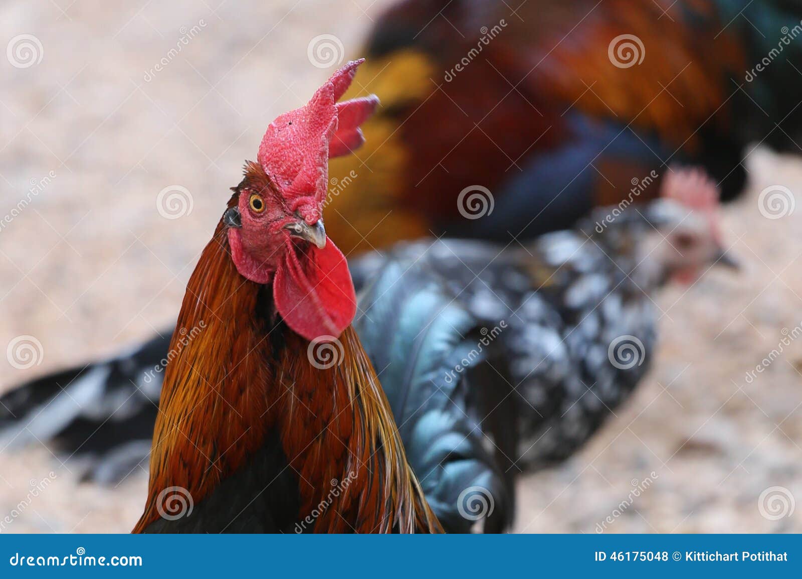 Thai roosters stock photo. Image of animal, thai, chicken - 46175048