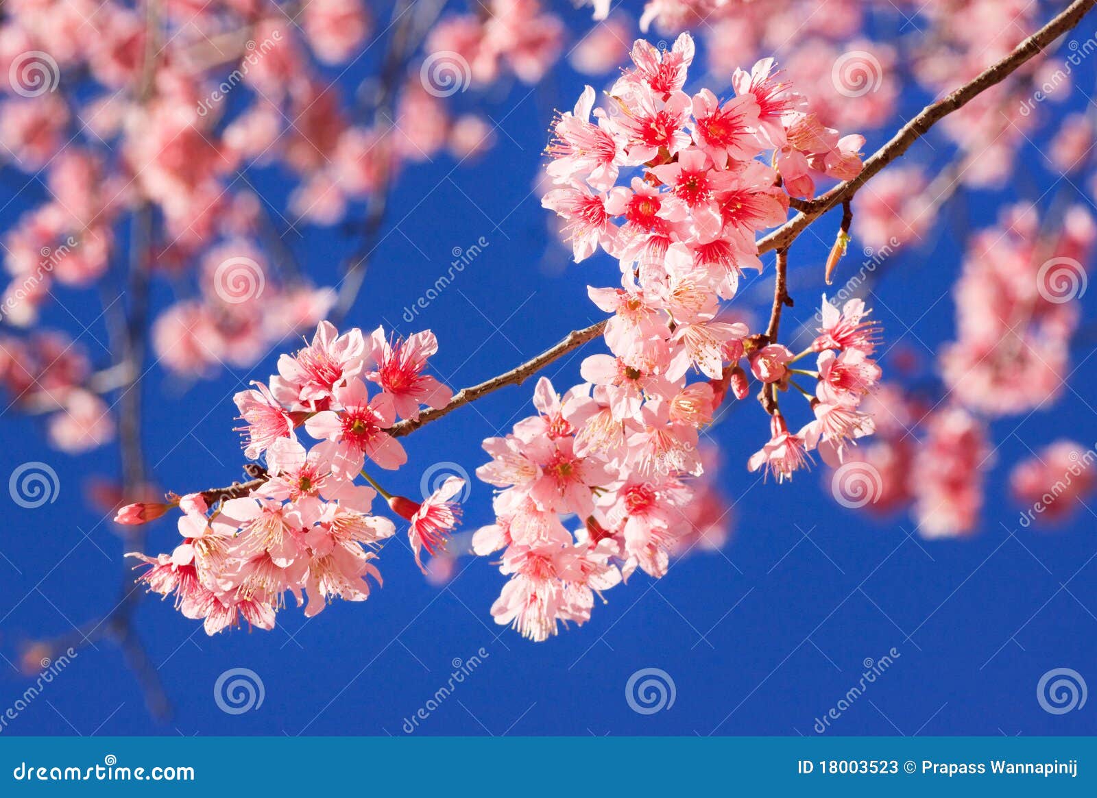 Thai Sakura Blooming during Winter Stock Image - Image of nature ...