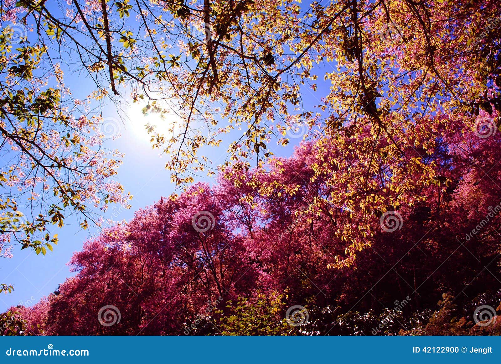 Thai sakura stock photo. Image of flower, petal, pollen - 42122900