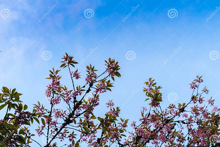 Thai Sakura Tree and Blue Sky, Concept for Background Texture. Stock ...