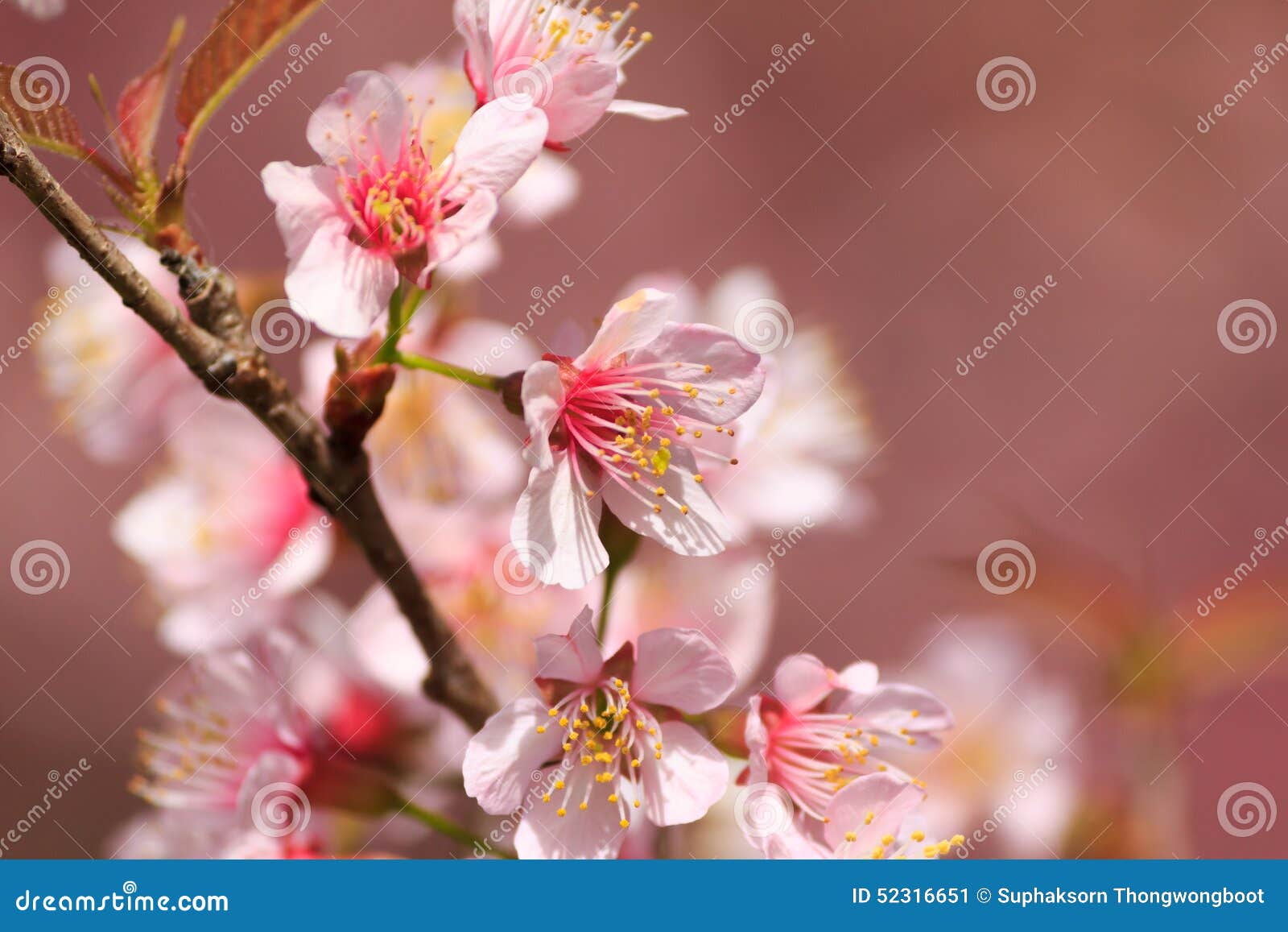 Thai Sakura in Winter Season Stock Image - Image of blooming, blossom ...