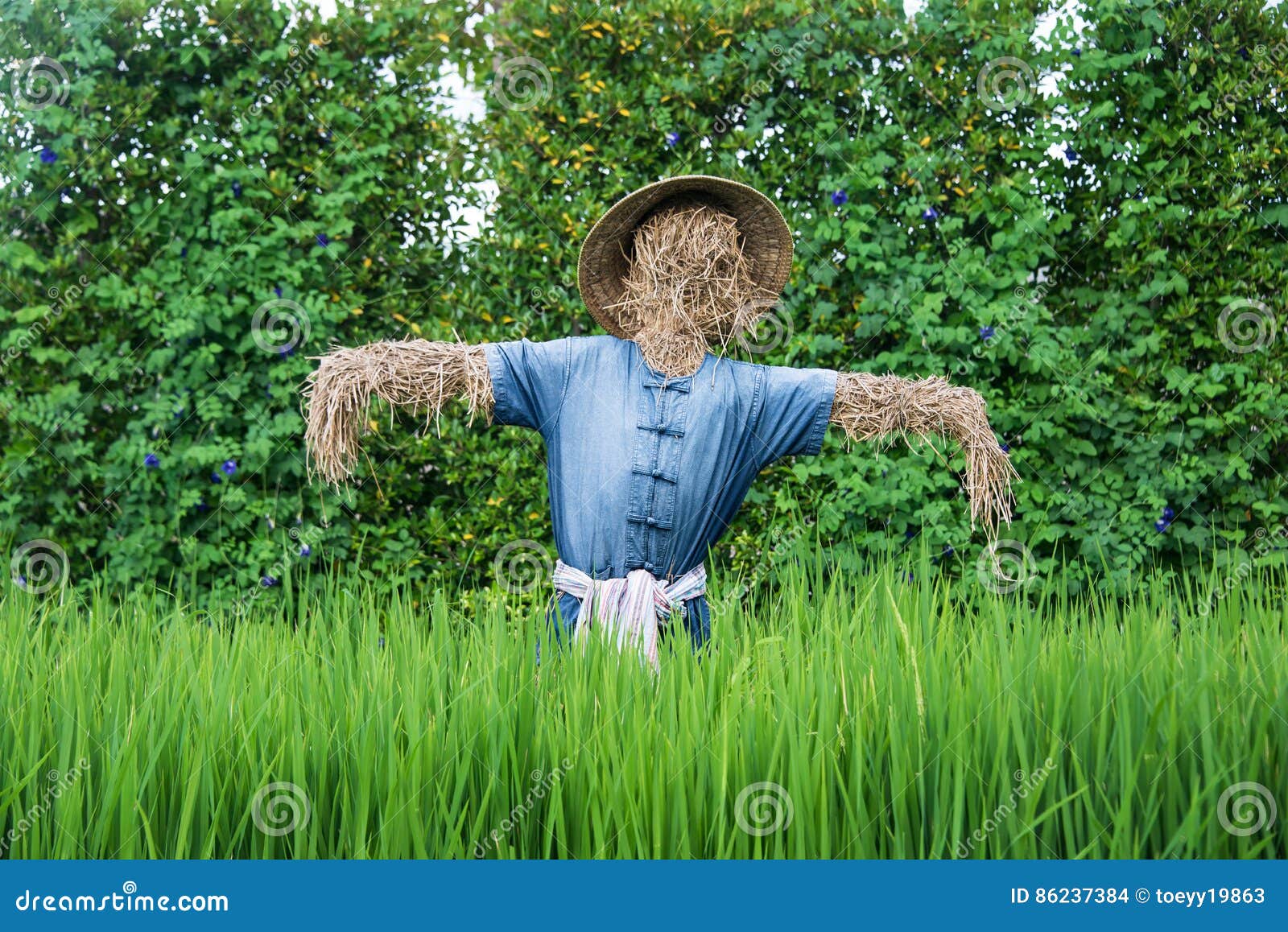 Thai Scarecrow in the Rice Field Stock Photo - Image of country, asia ...