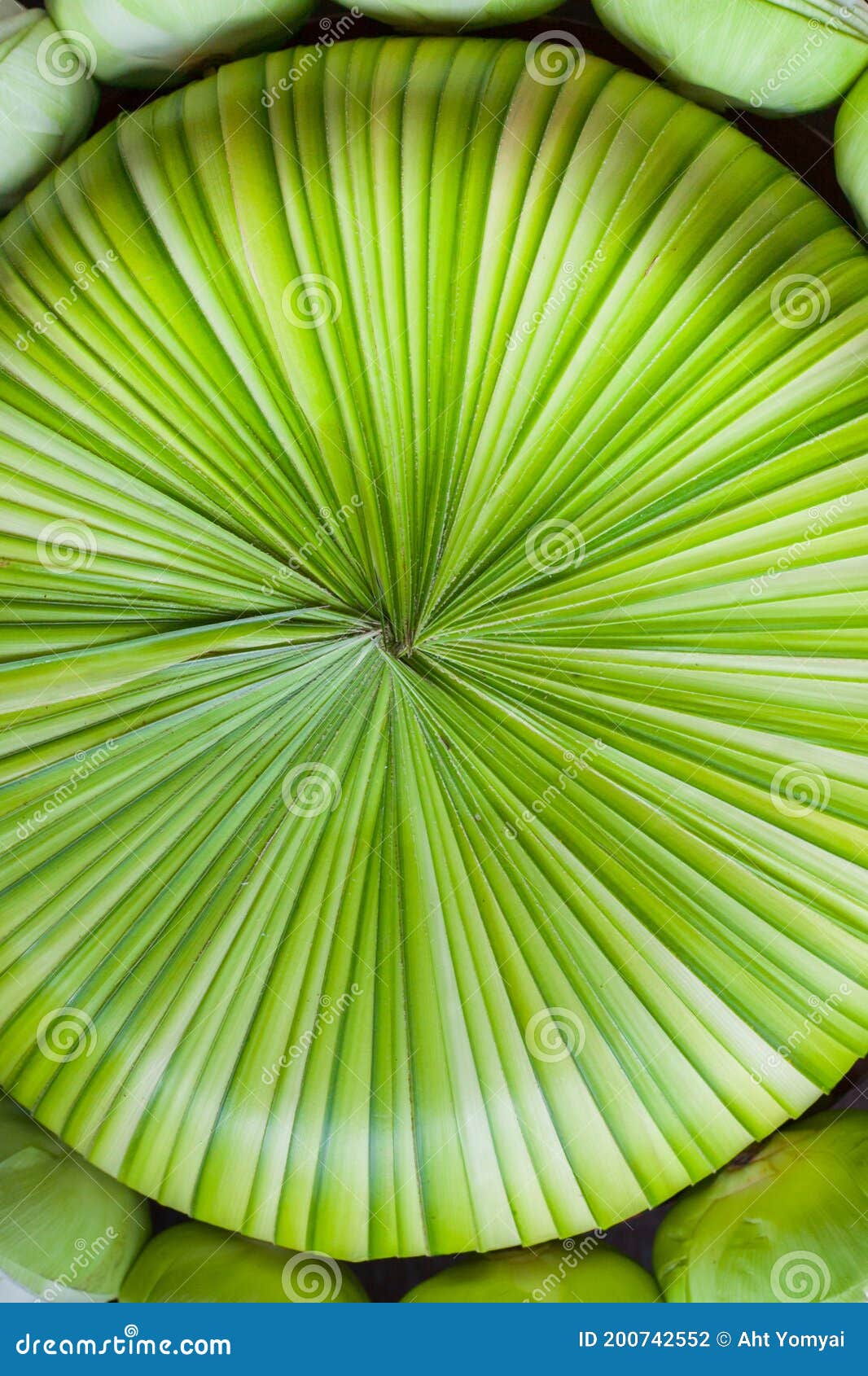 Thai Setup Wedding Ceremony Stock Photo - Image of betel, wedding ...