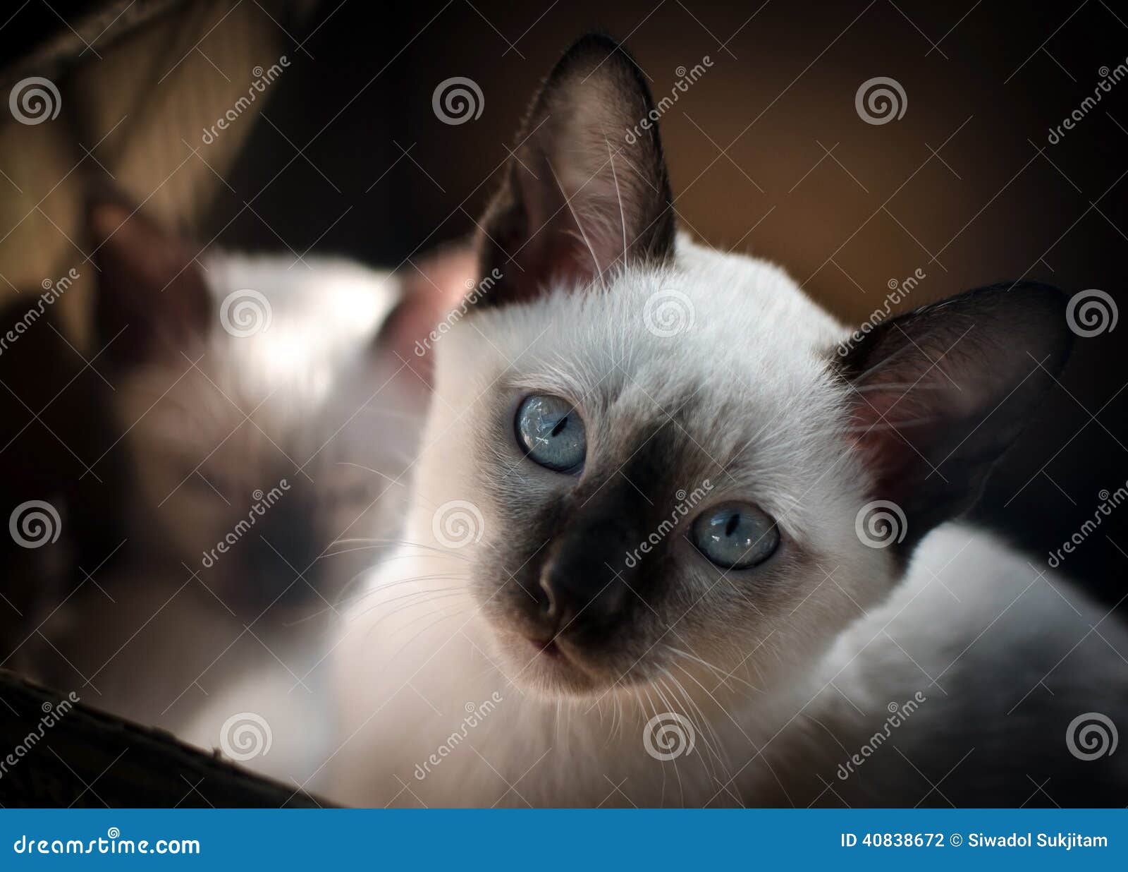 Thai or siamese cat stock photo. Image of pointed, copy - 40838672