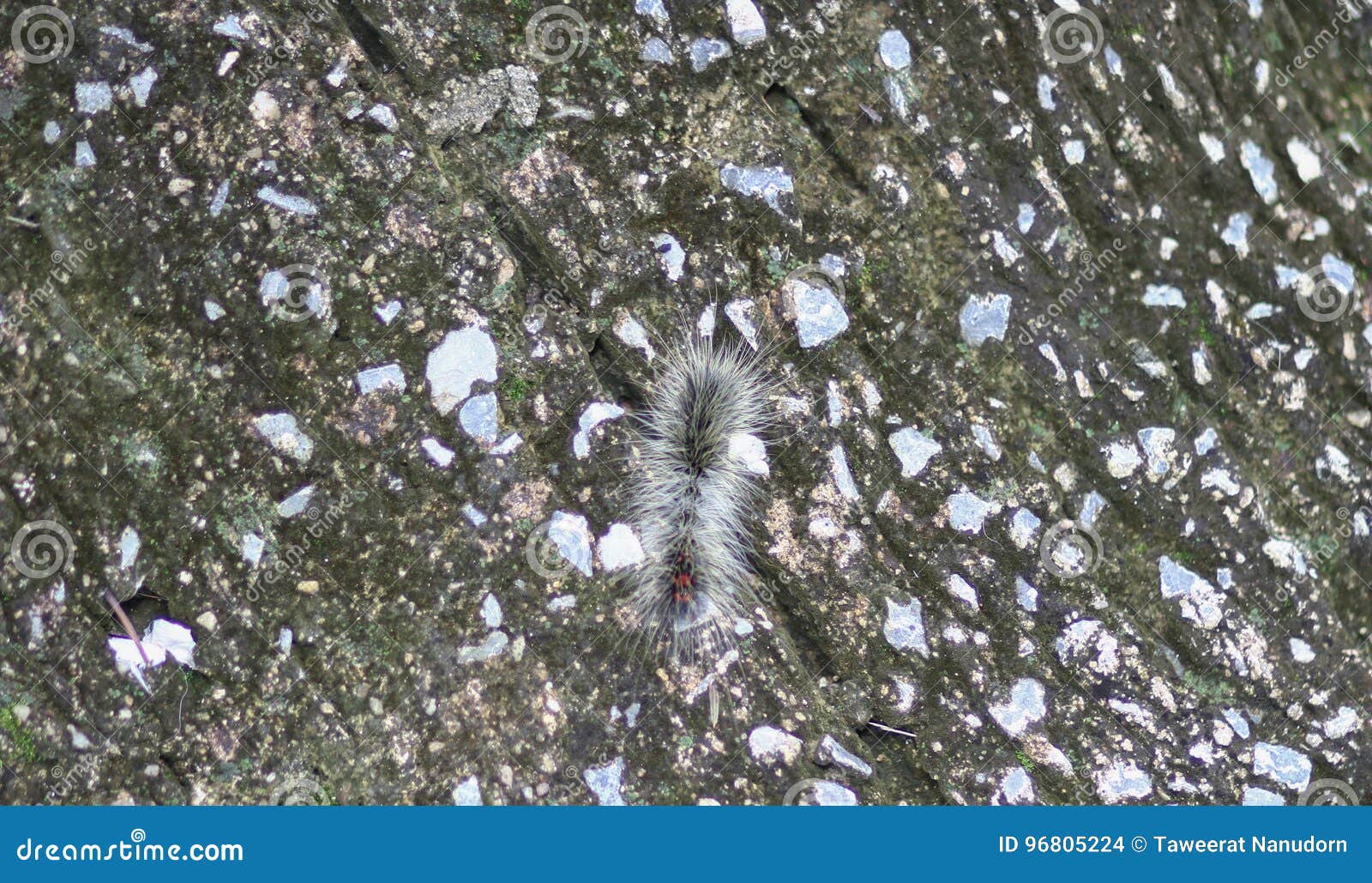 Thai Slug Eating Dry Leaves. Stock Photo - Image of control, mollusk ...