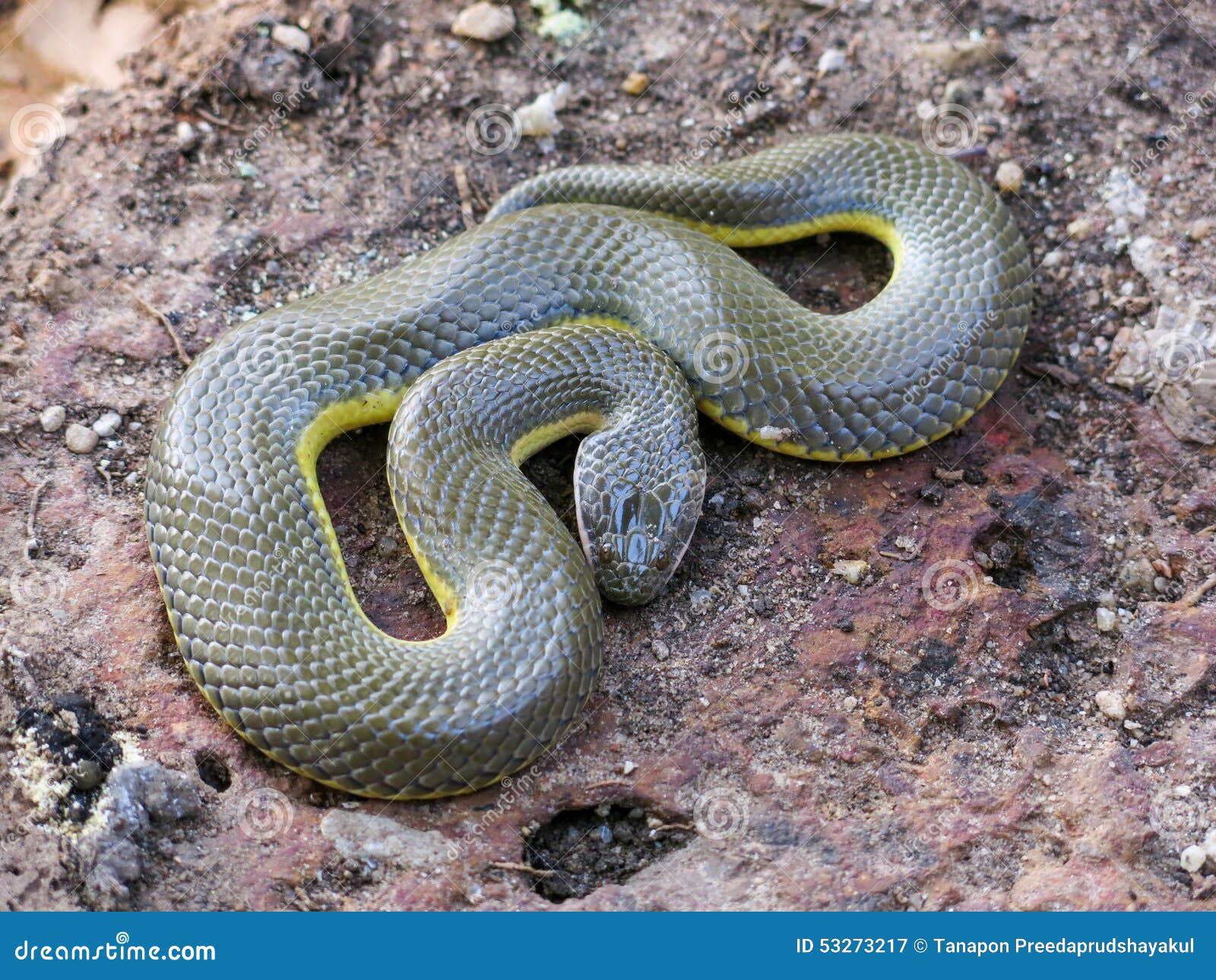 Thai snake stock image. Image of reptile, snake, animal - 53273217