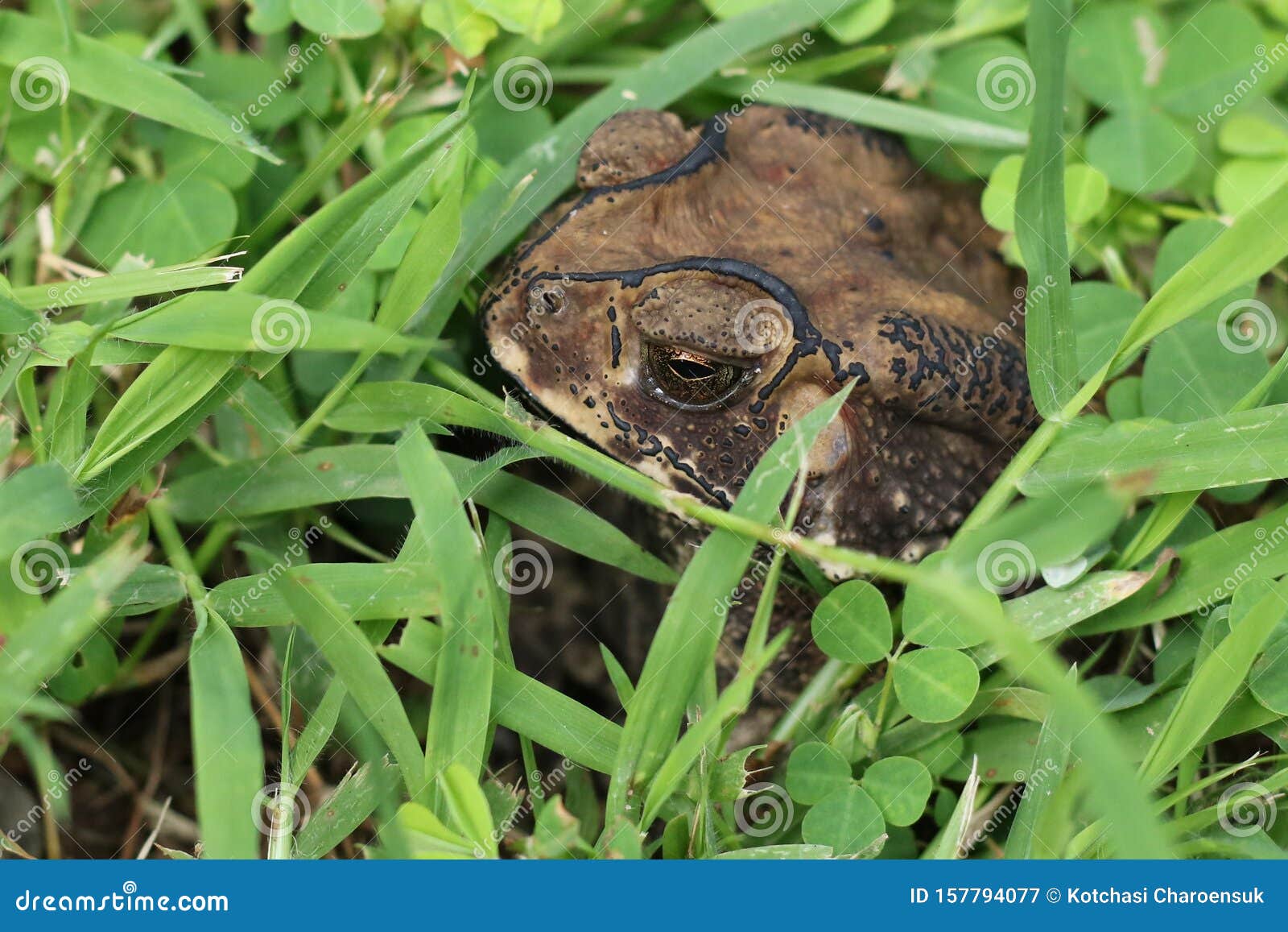 Thai species of toad stock image. Image of giant, east - 157794077