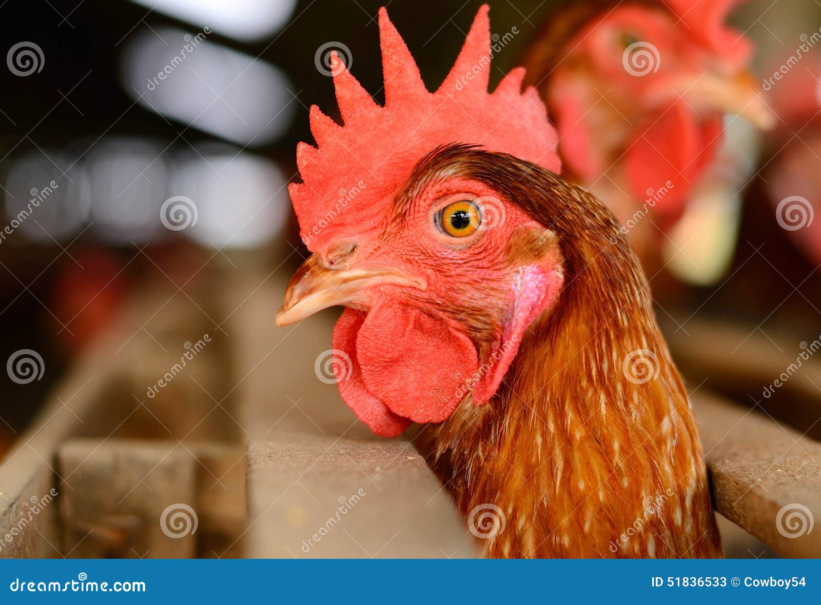 Thai Stlye Commercial Layer Farm Stock Image - Image of layer ...