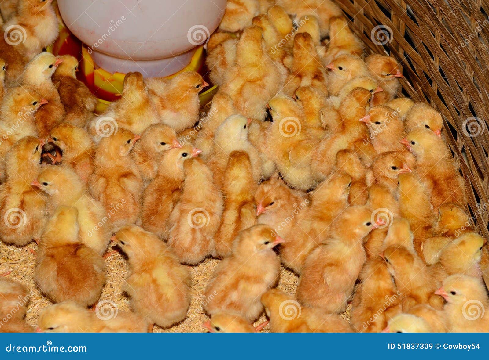 Thai Stlye Commercial Layer Farm Stock Image - Image of commercial ...