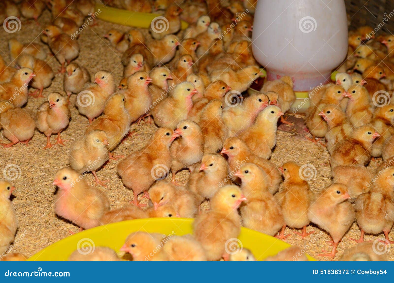 Thai Stlye Commercial Layer Farm Stock Photo - Image of commercial ...