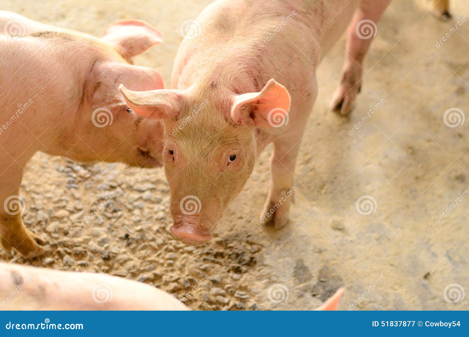 Thai Stlye Commercial Pig Farm Stock Image - Image of husbandry ...