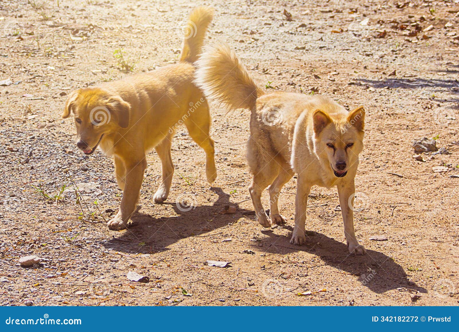 Thai Stray Dog Pet Thai Style in Asian Stock Photo - Image of black ...