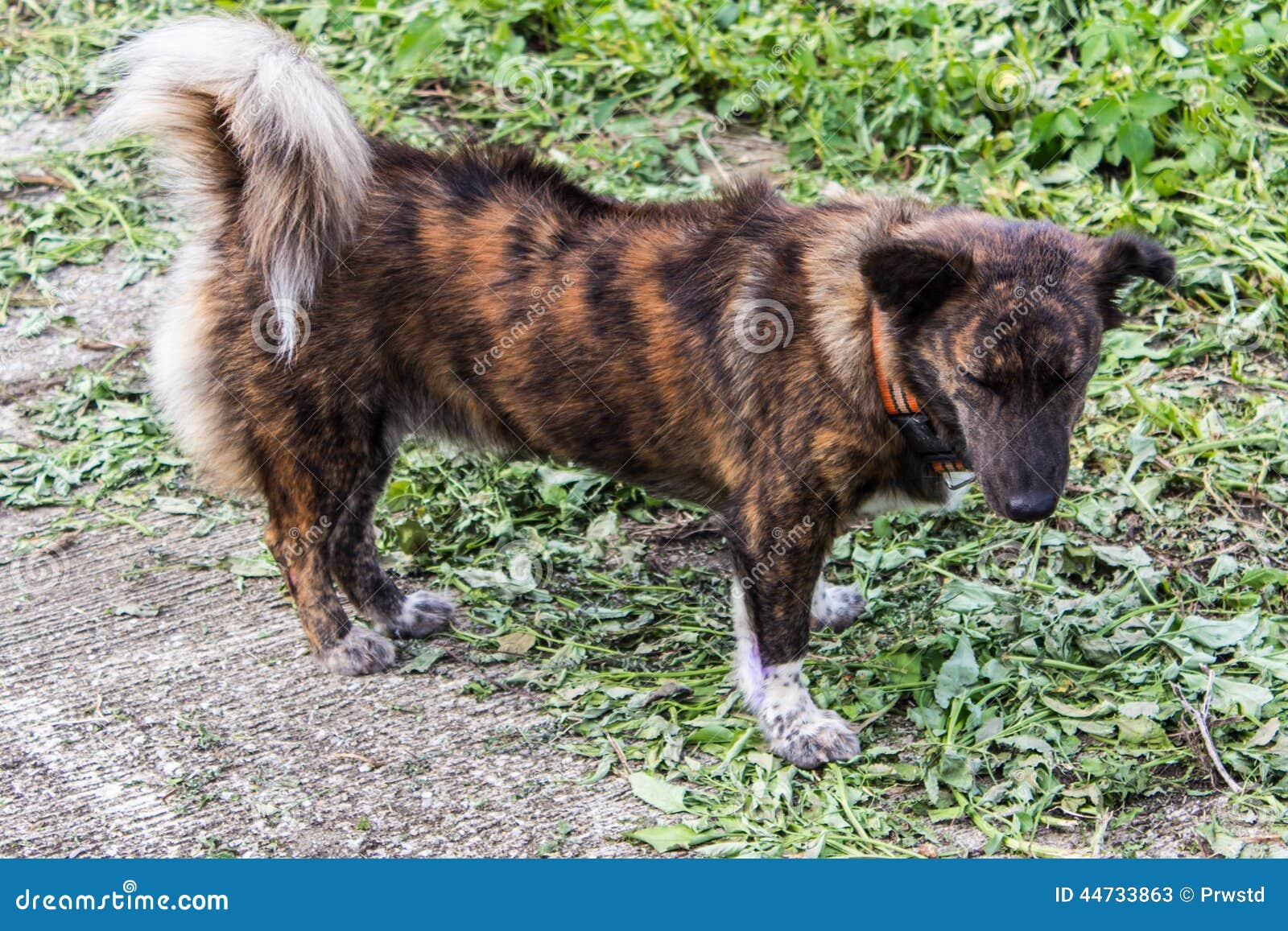 Thai Stray dog stock image. Image of hair, homeless, canine - 44733863