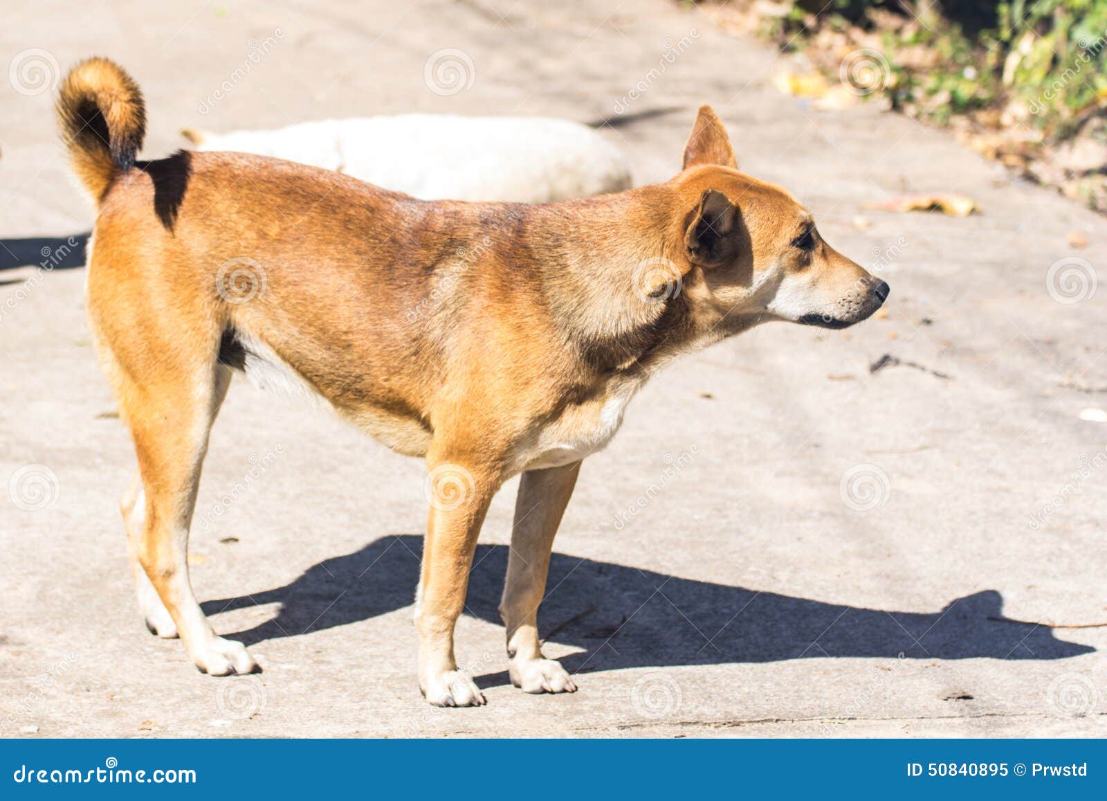 Thai stray dog stock image. Image of pedigreed, cute - 50840895