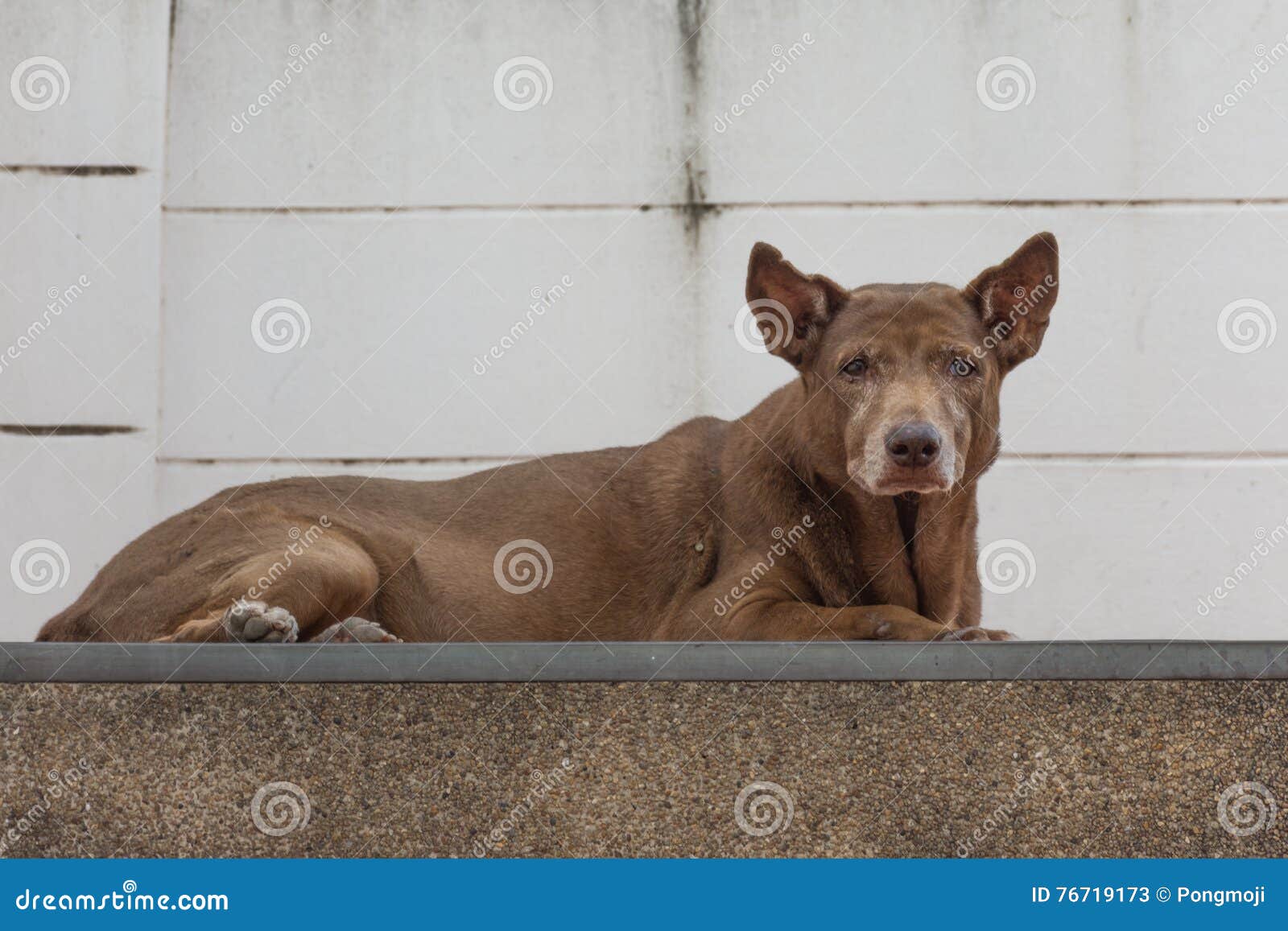 Thai stray dog stock image. Image of background, miss - 76719173