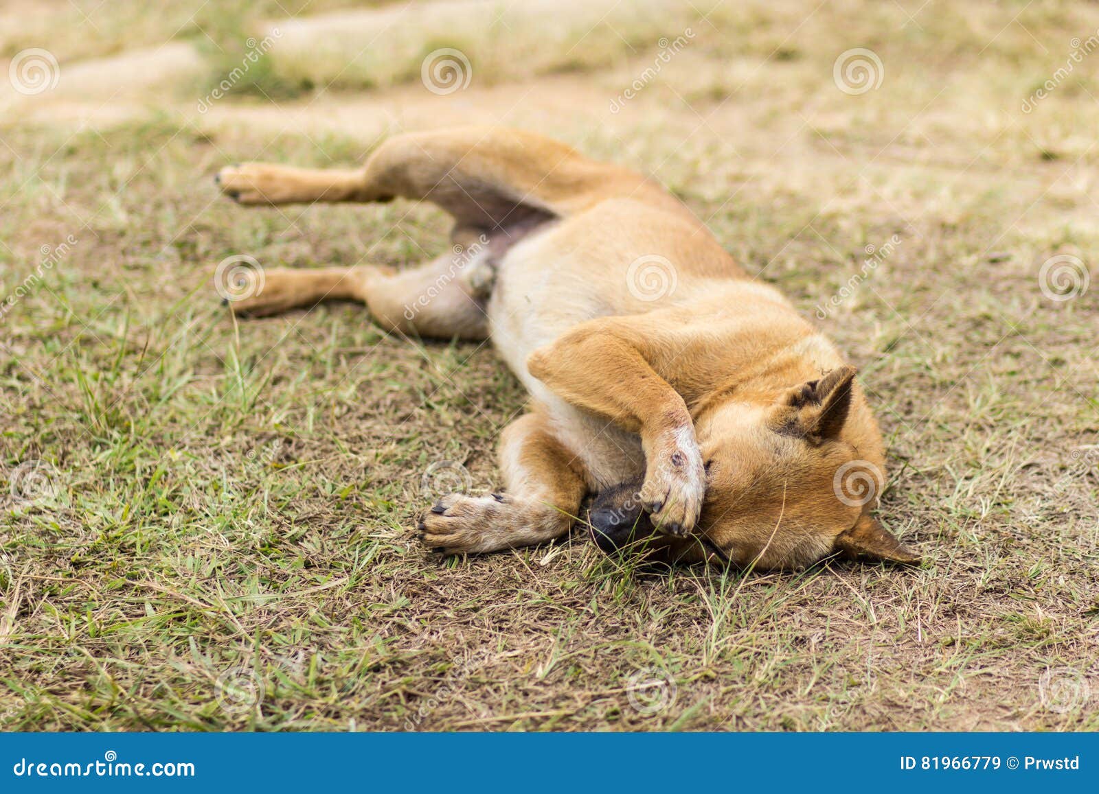 Thai Stray Dog in Dry Grass Stock Image - Image of garden, lush: 81966779