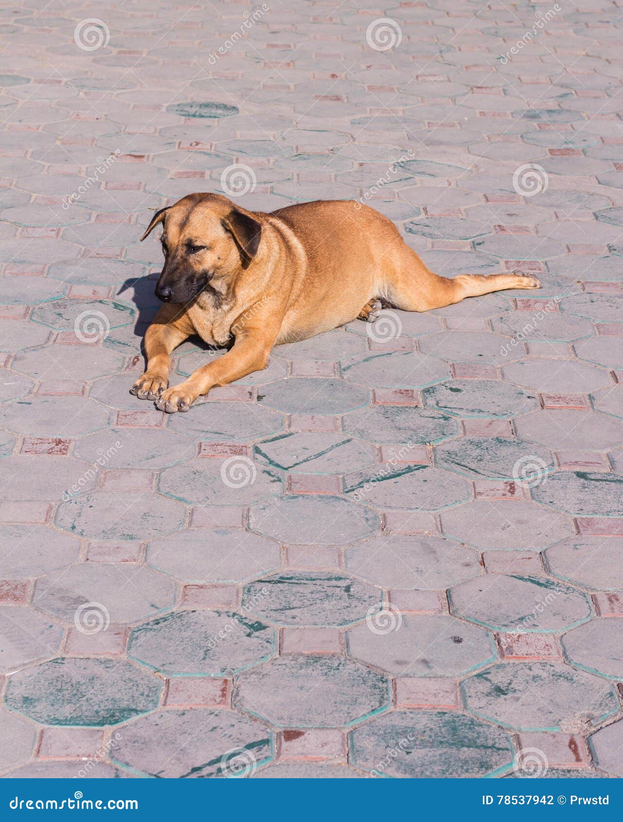 Thai stray dog stock photo. Image of street, white, brown - 78537942