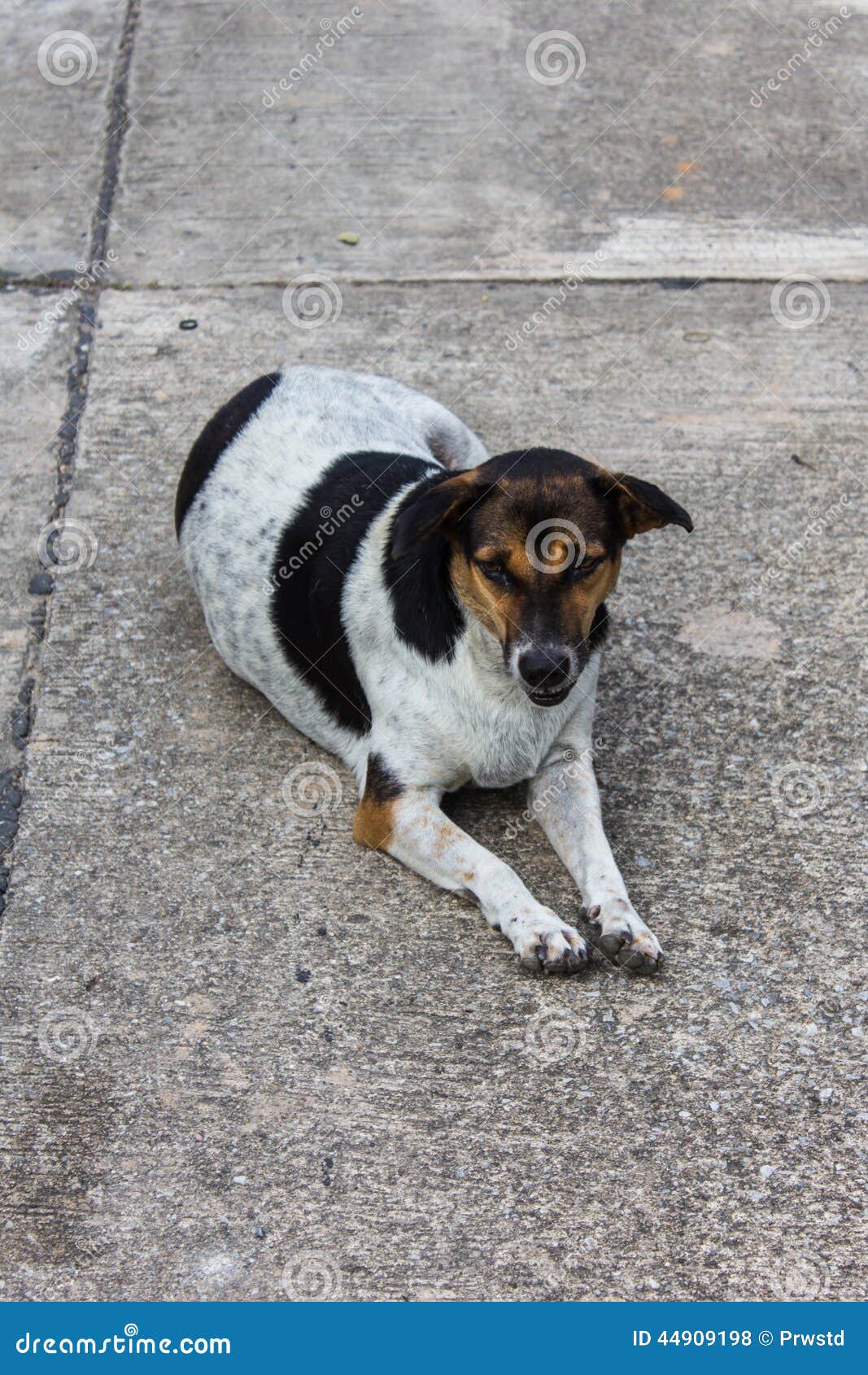 Thai Stray dog on the road stock photo. Image of footpath - 44909198