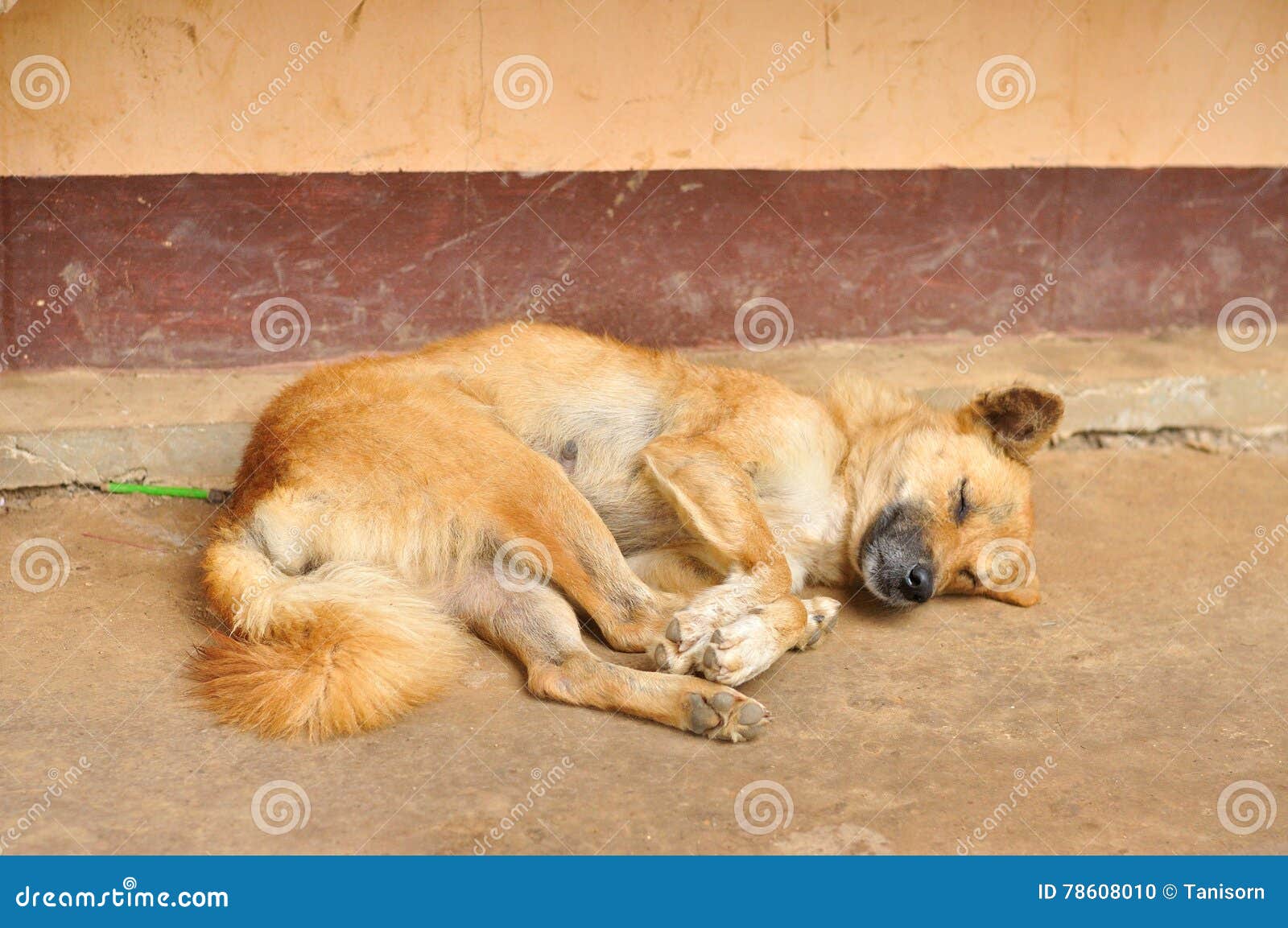 Thai stray dog sleeping stock photo. Image of outdoor - 78608010