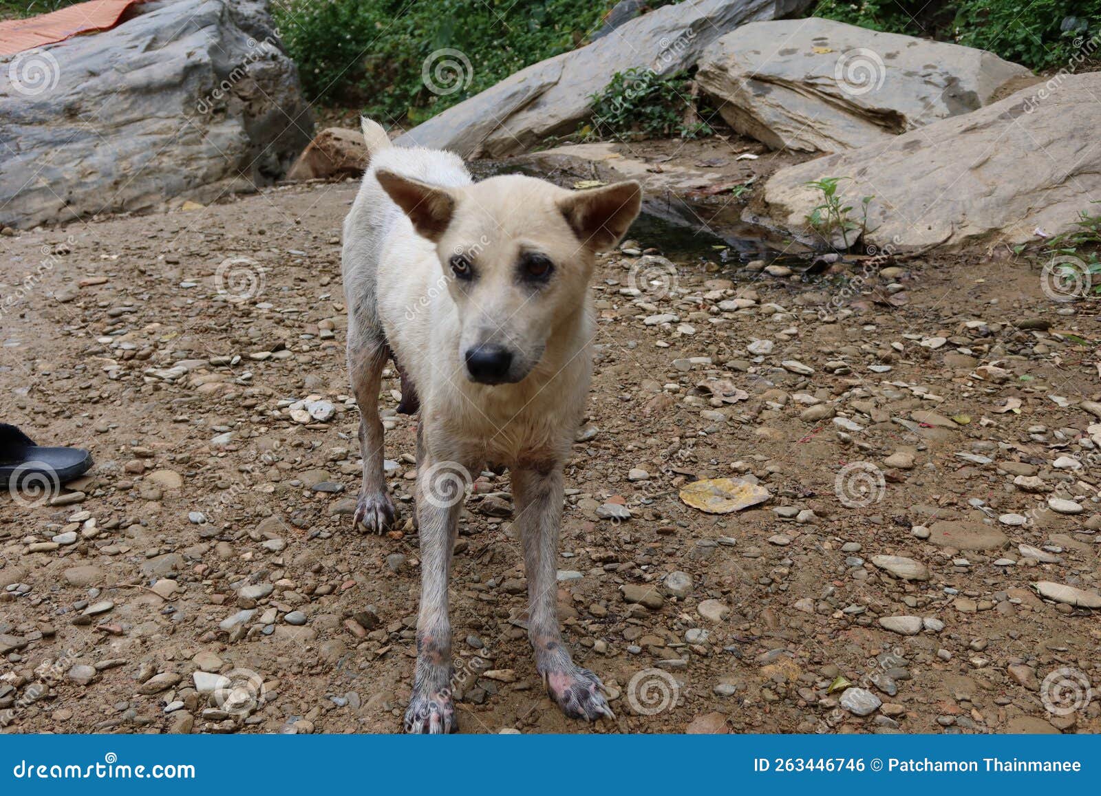 Thai Stray Dogs Wandering the Streets are Pitiful in Hunger. Stock ...