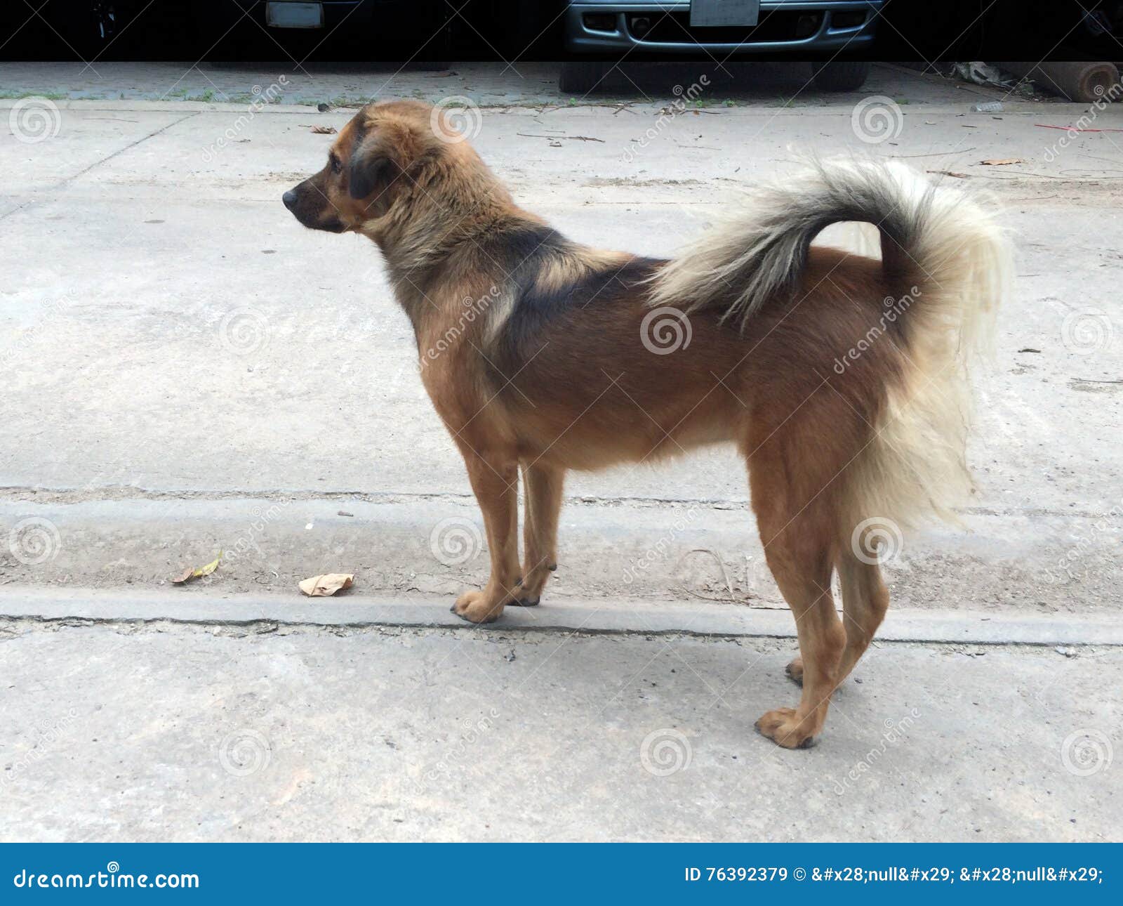 Thai street Dog. stock image. Image of loving, relaxation - 76392379