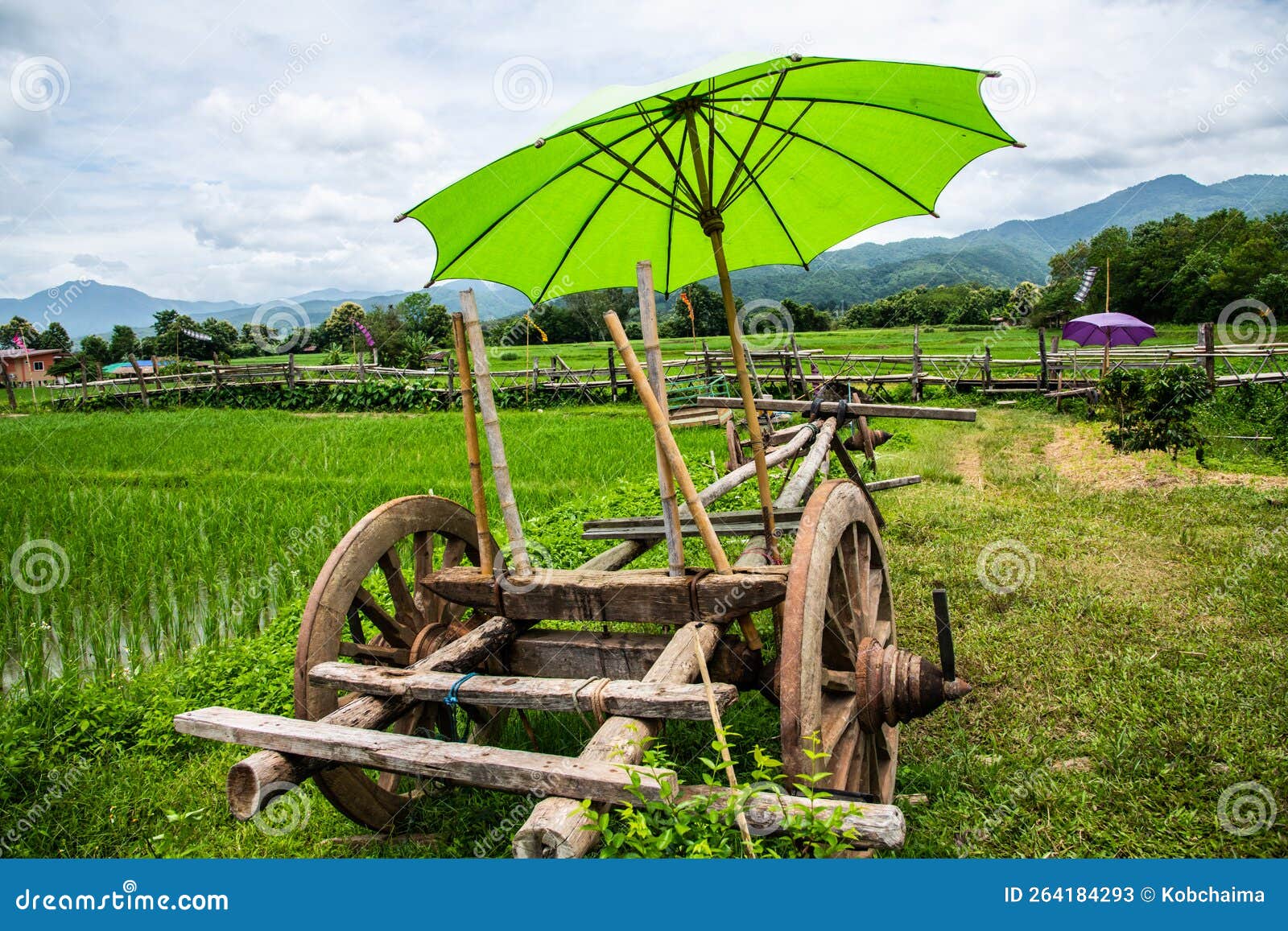 Thai Style Cart with Rice Field Stock Image - Image of nature, farm ...