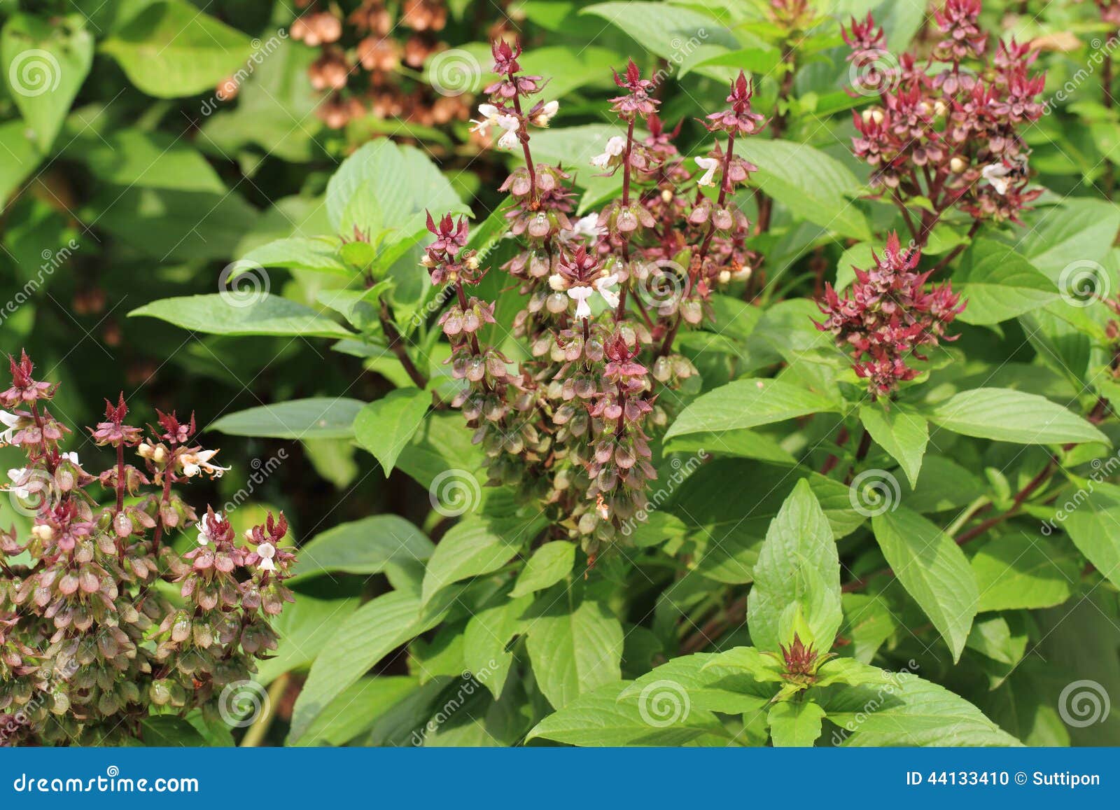 219 Thai Sweet Basil Flowers Stock Photos - Free & Royalty-Free Stock ...