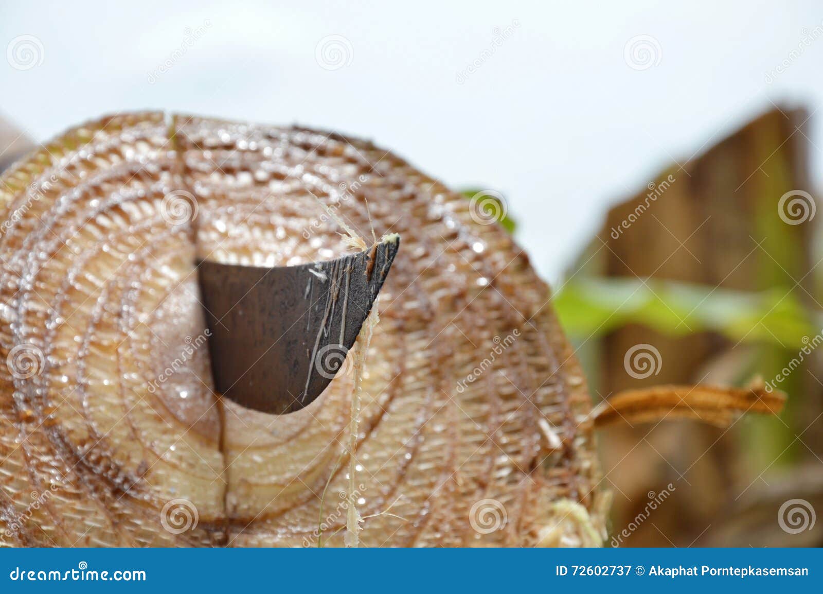 Thai Sword Blade Stab on Banana Tree Stump after Cut Stock Image ...