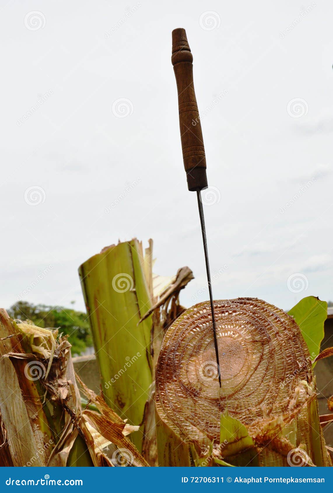 Thai Sword Stab on Banana Tree Stump after Cut in Garden Stock Image ...