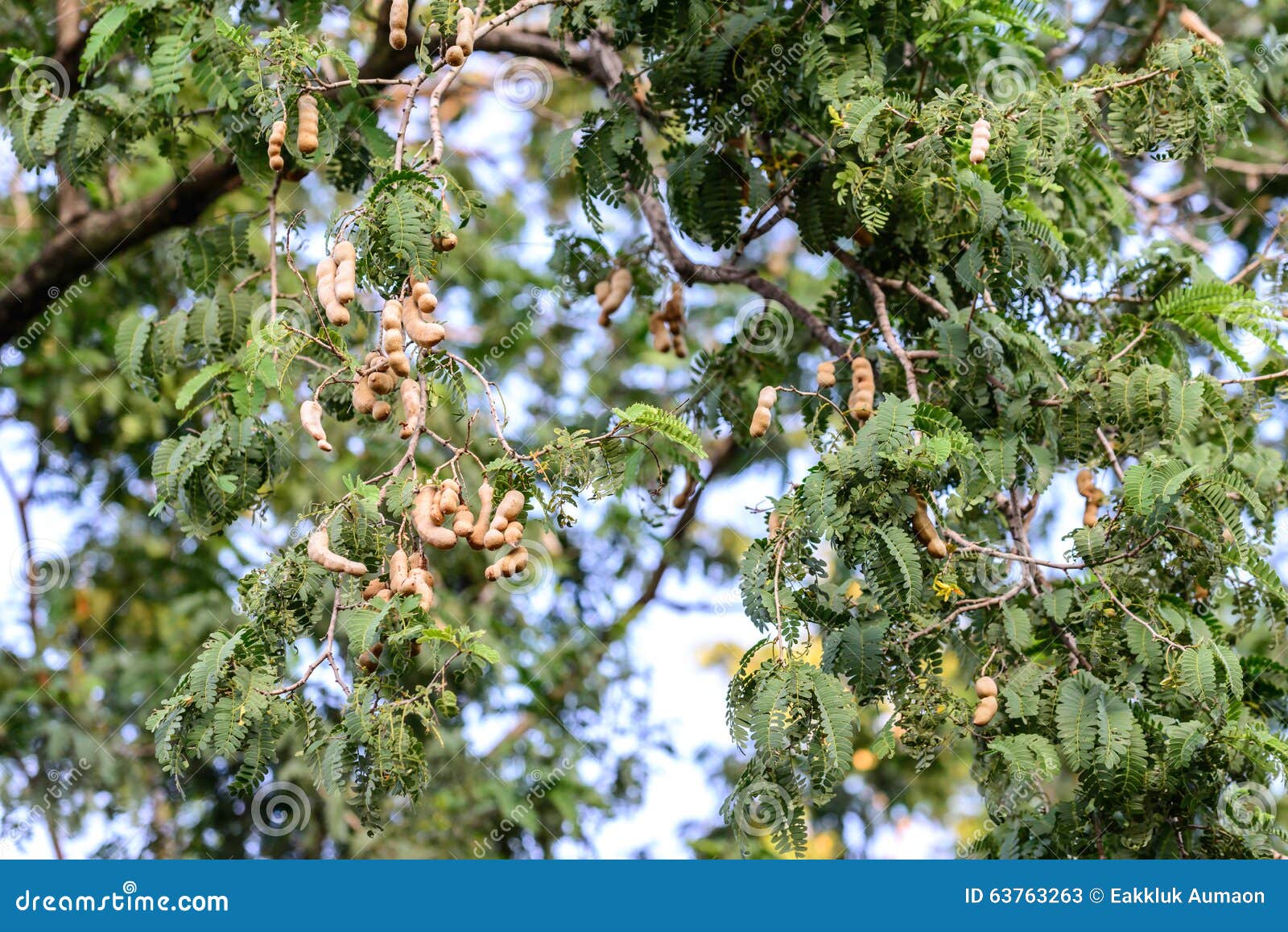 Thai Tamarind Red Snapper Royalty-Free Stock Photography ...