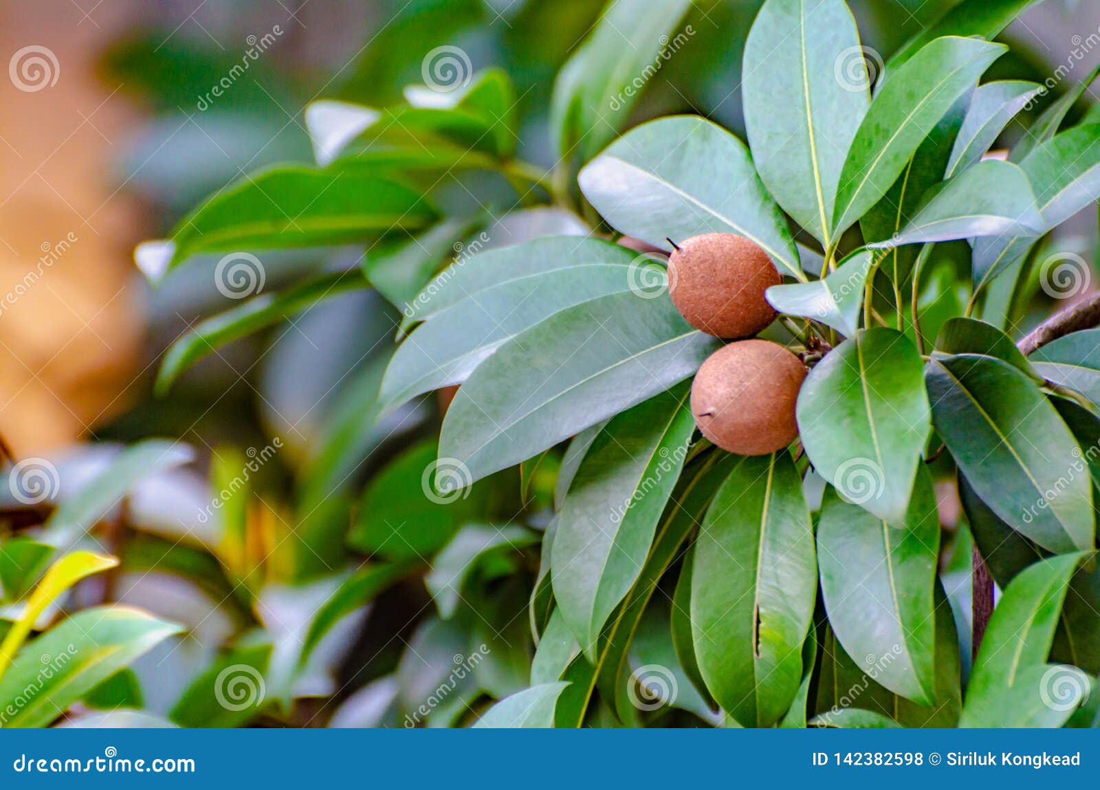 Thai tender fruit stock photo. Image of outdoor, health - 142382598