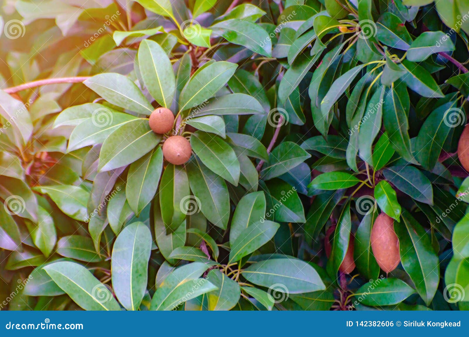 Thai tender fruit stock photo. Image of natural, design - 142382606