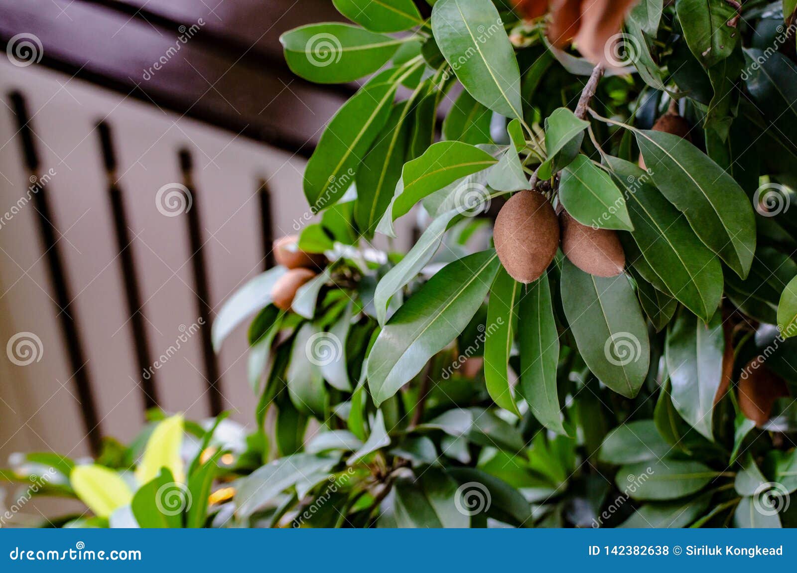 Thai tender fruit stock photo. Image of agriculture - 142382638