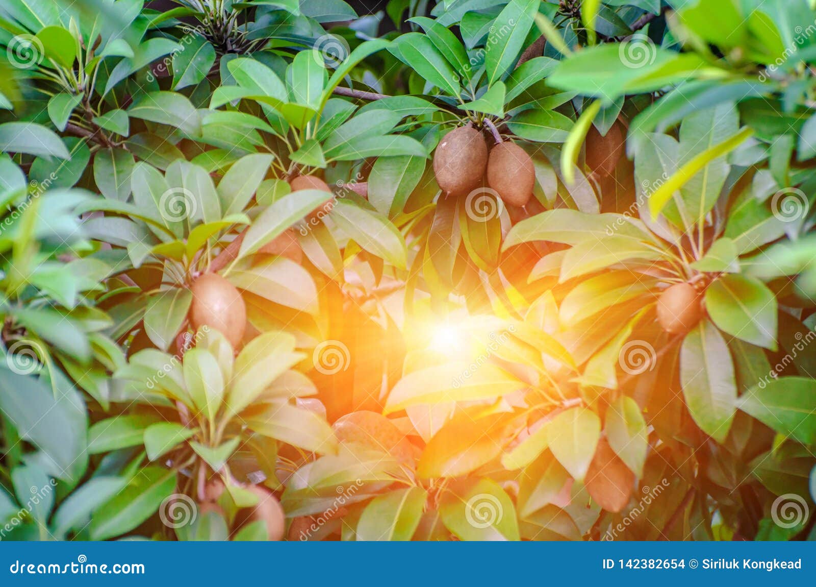 Thai tender fruit stock photo. Image of green, garden - 142382654