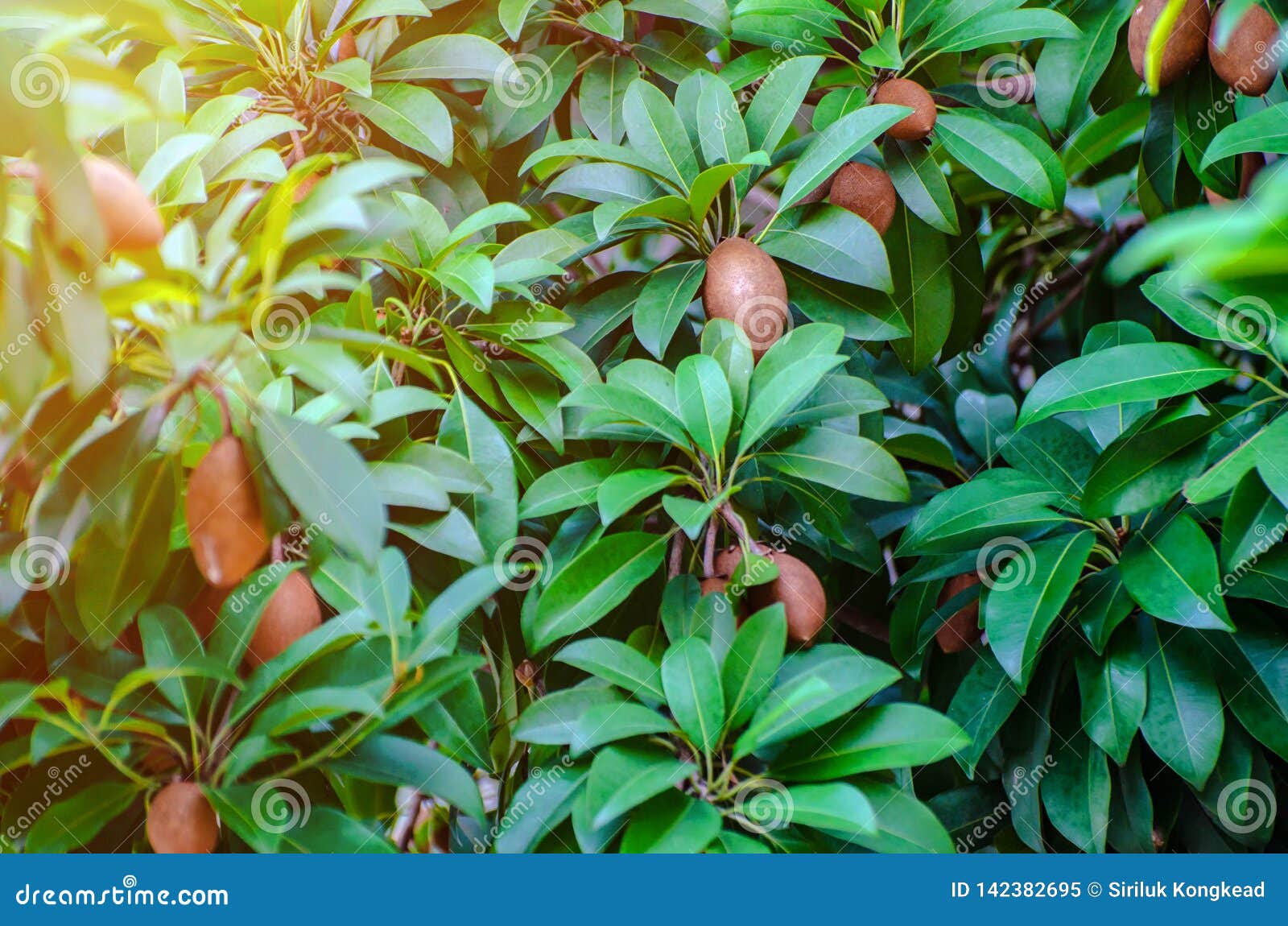 Thai tender fruit stock image. Image of green, closeup - 142382695