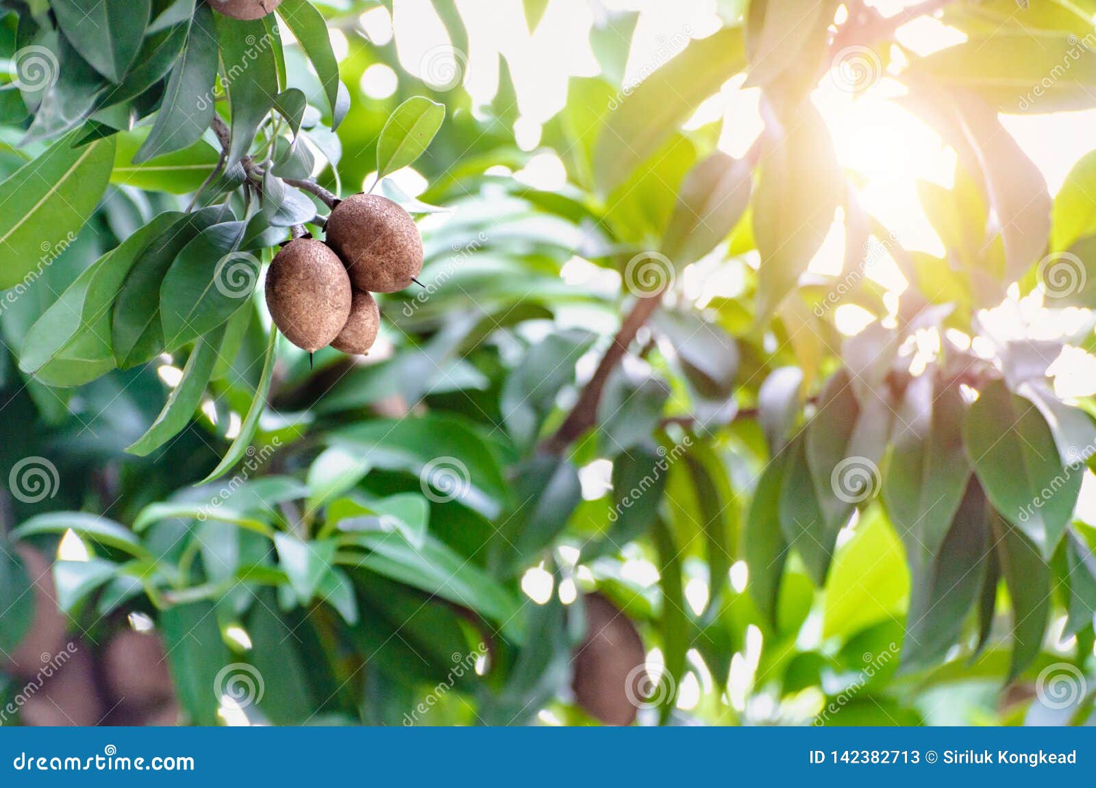 Thai tender fruit stock image. Image of agriculture - 142382713