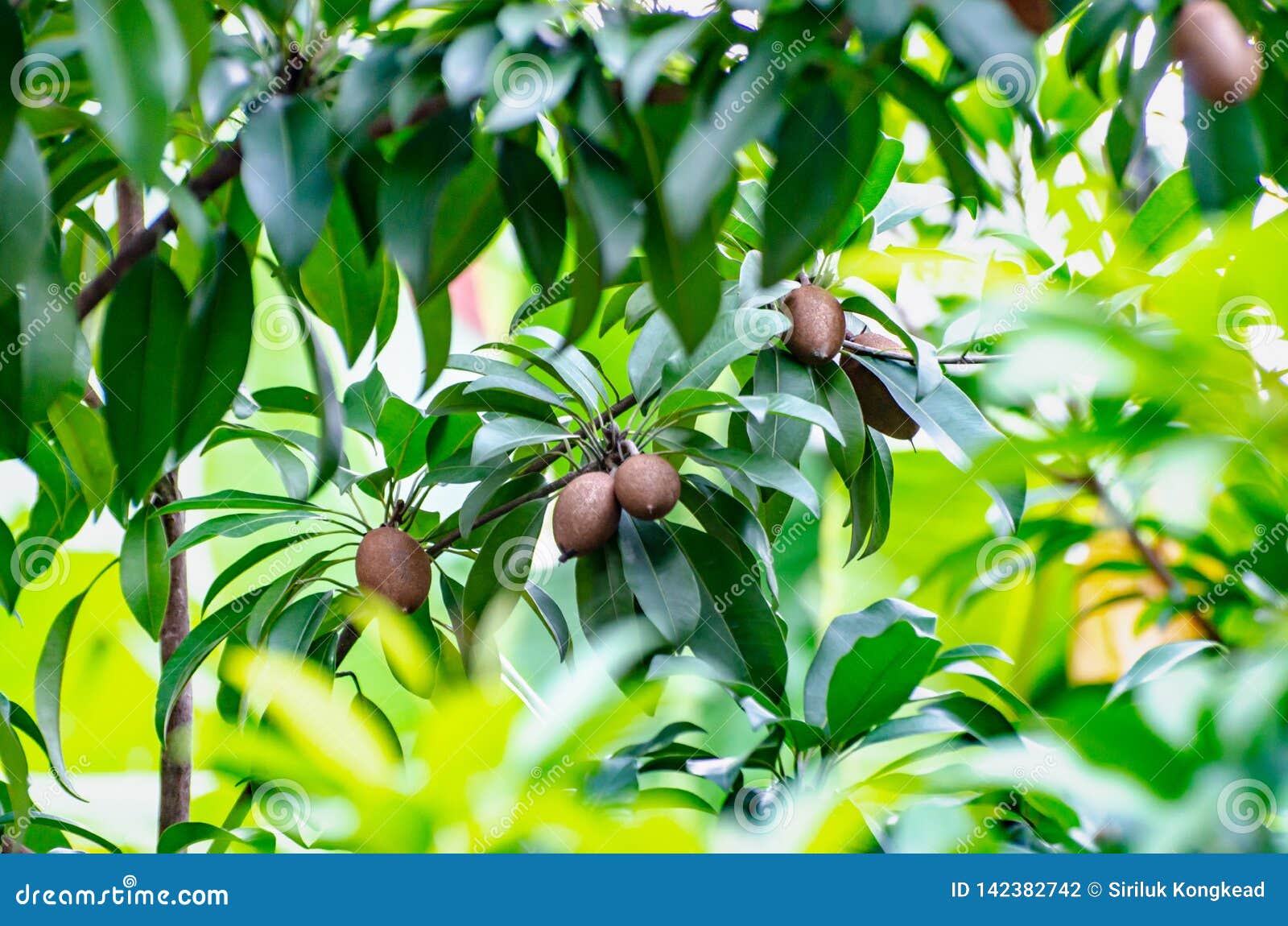 Thai tender fruit stock photo. Image of brown, food - 142382742