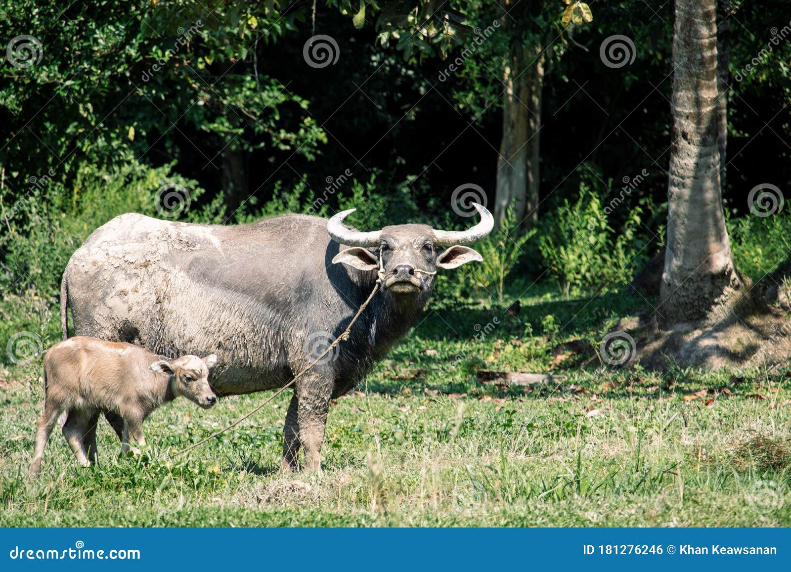 Thai Water Buffalo in the Field Stock Photo - Image of agriculture ...