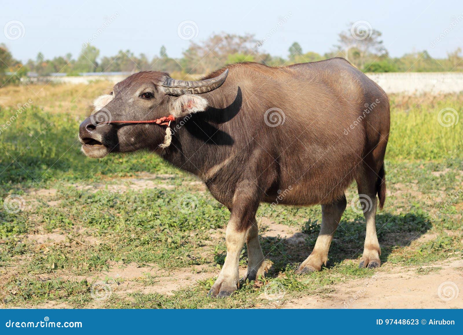 Thai water buffalo stock image. Image of enclosure, plain - 97448623