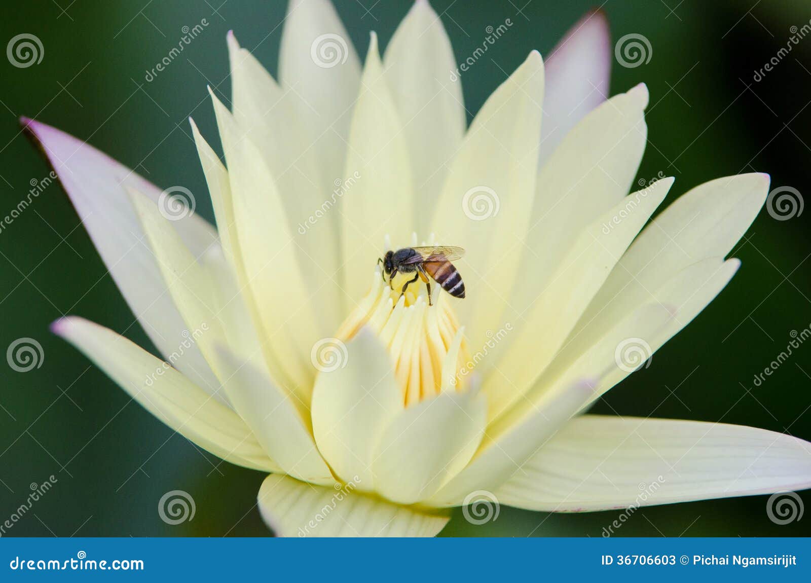 Thai water lily stock image. Image of buddha, nectar - 36706603