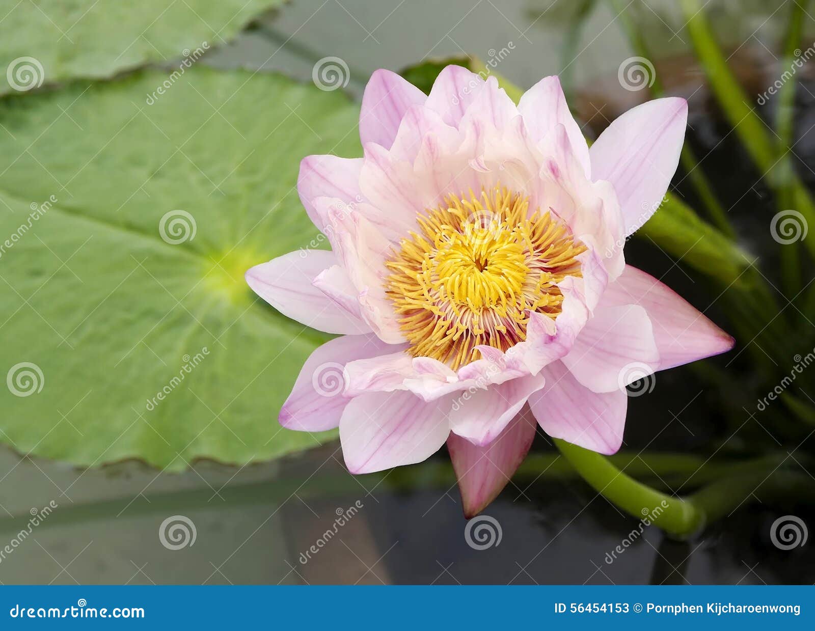 Thai water lily. stock image. Image of closeup, thai - 56454153