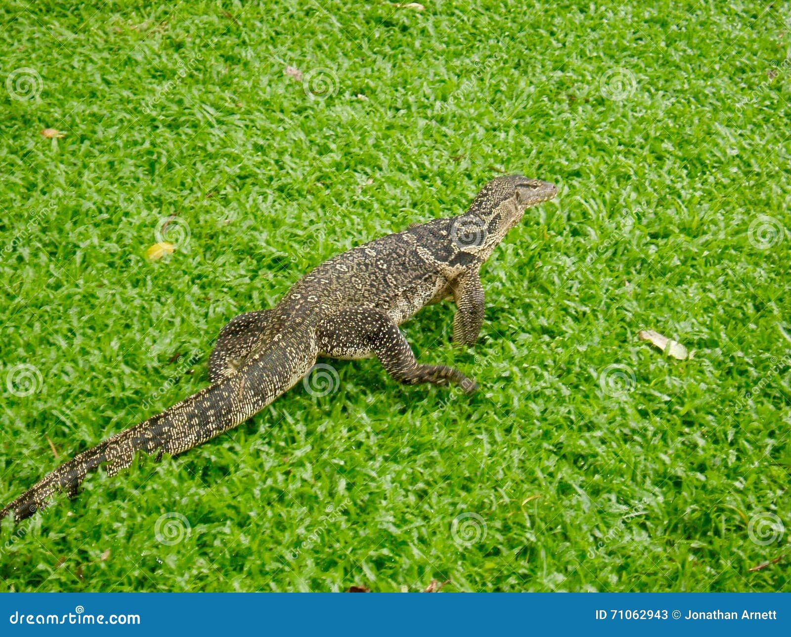 Thai Water Monitor stock image. Image of water, monitor - 71062943