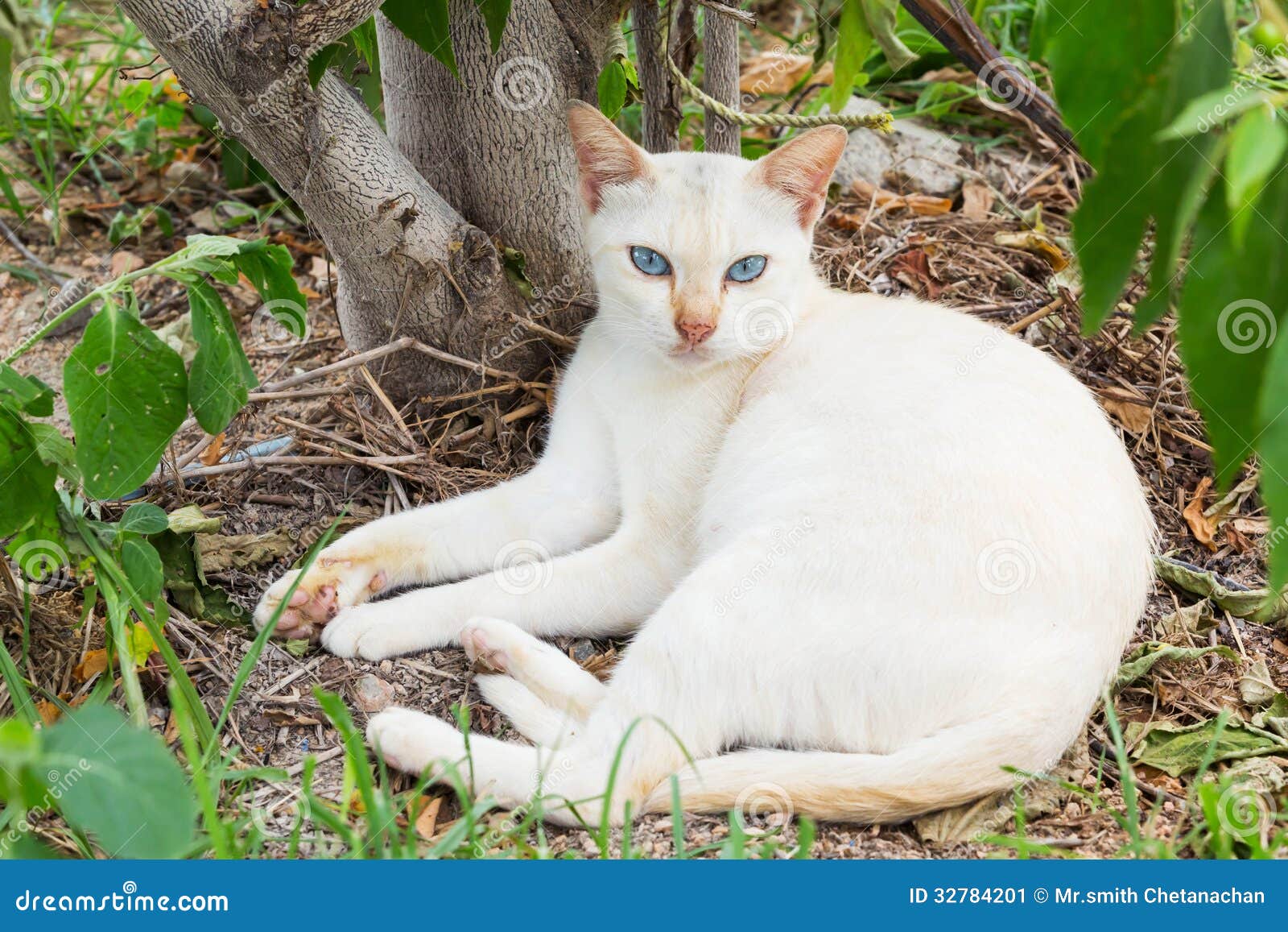 Thai white cat stock image. Image of friend, fluffy, black - 32784201