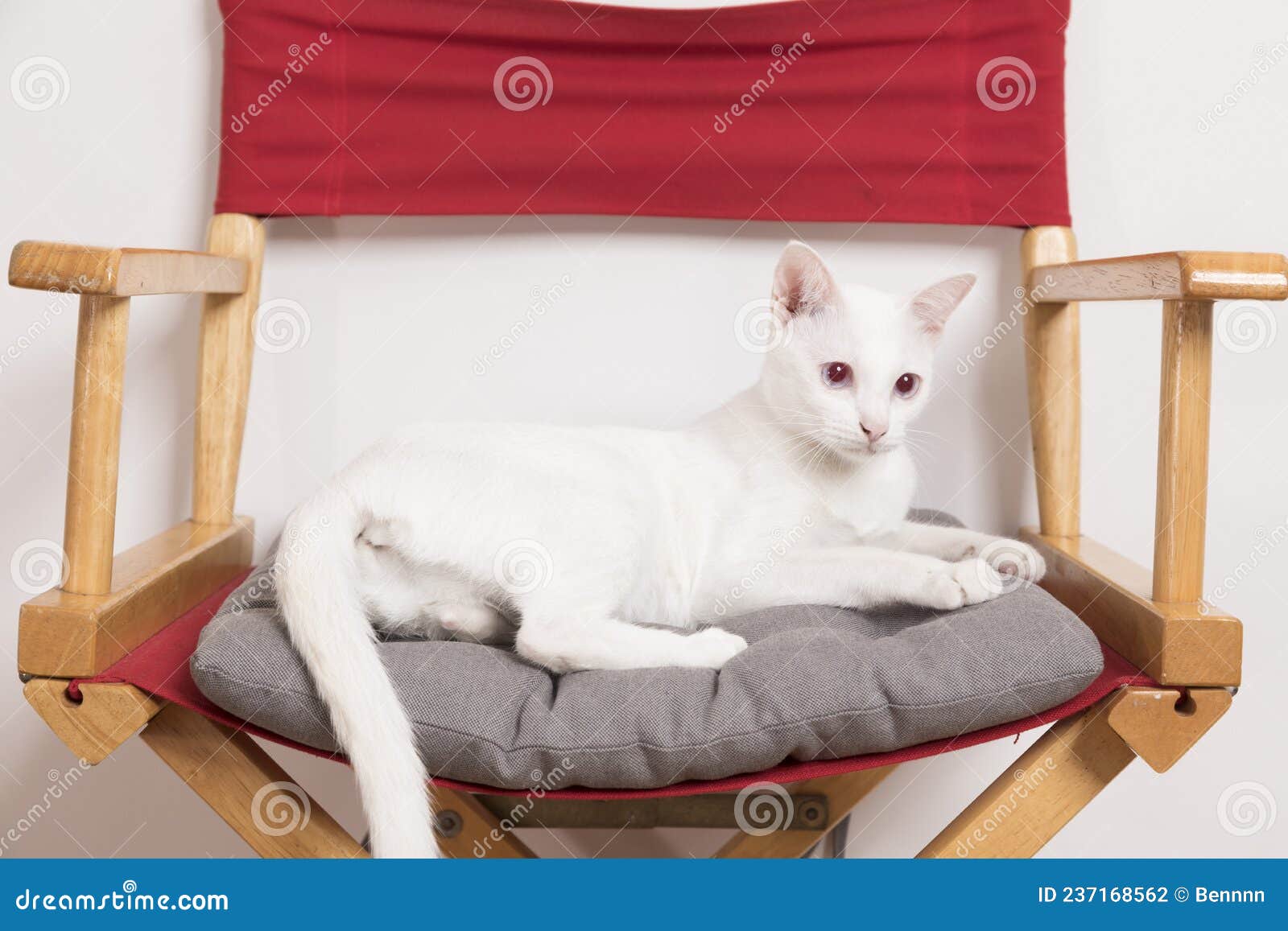Thai White Cat Sitting on a Chair. Stock Photo - Image of green, hand ...