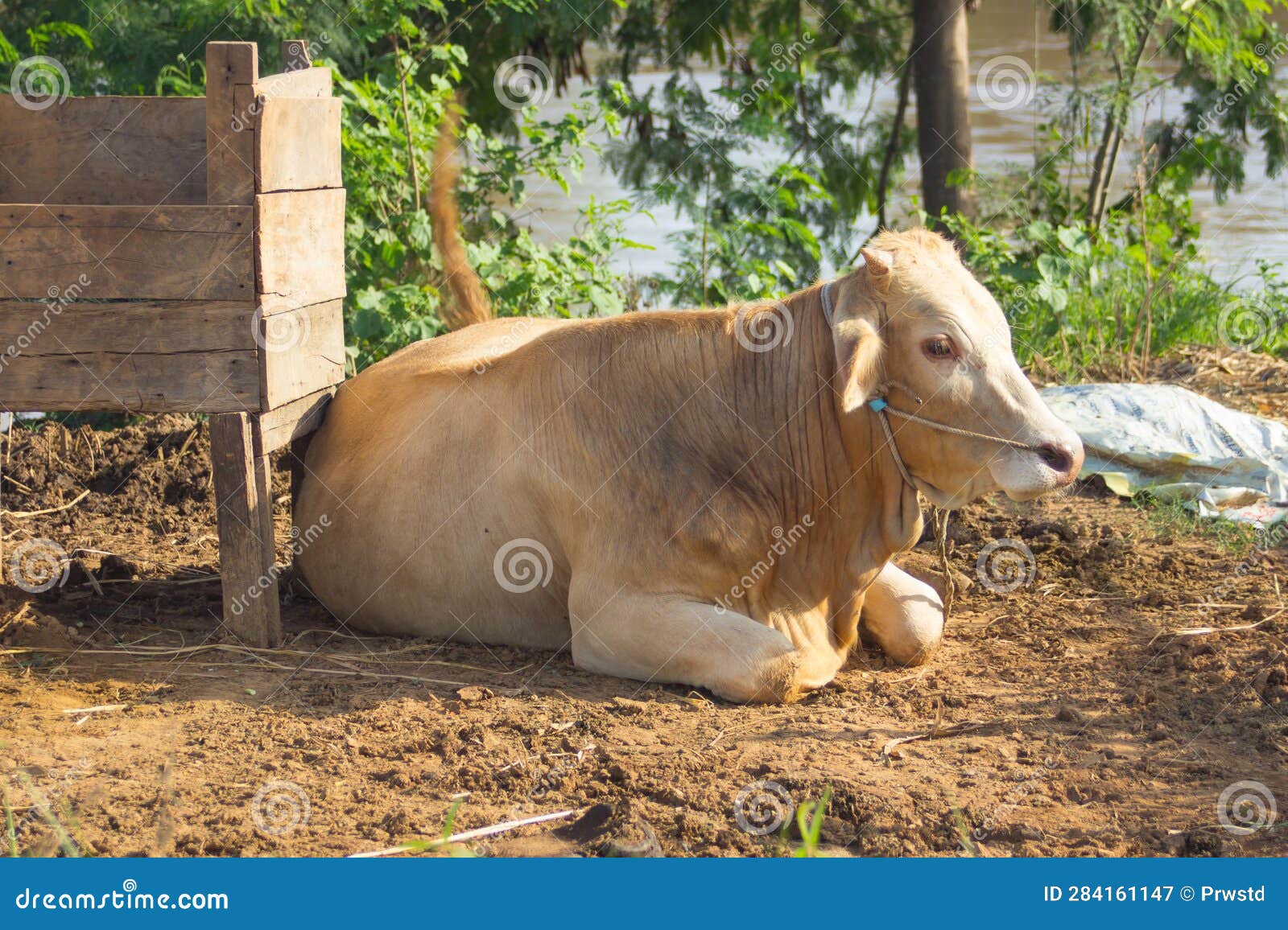 Thai White Cow, Animal Mammal Stock Image - Image of isaan, cattle ...