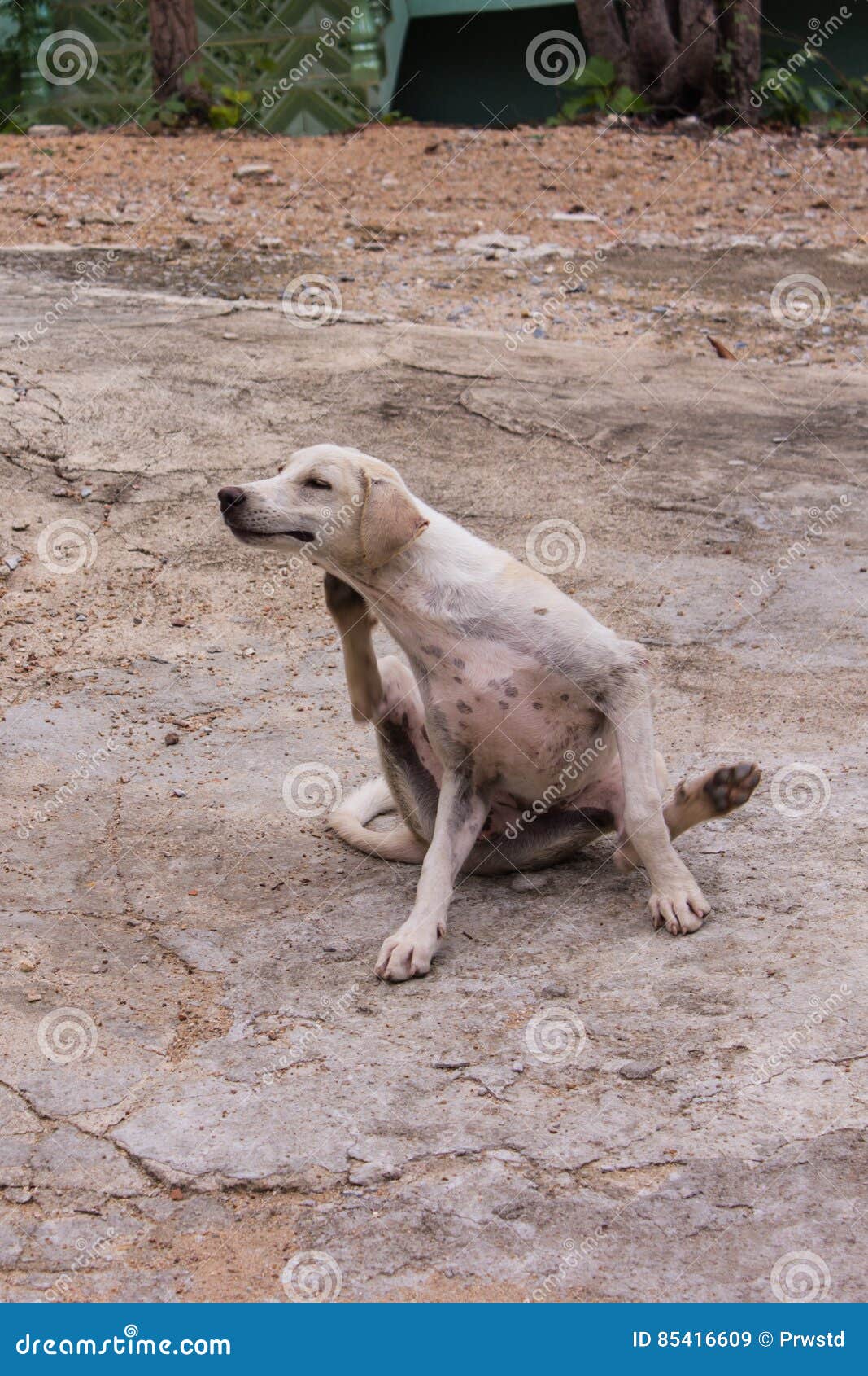 Thai white stray dog stock image. Image of footpath, single - 85416609