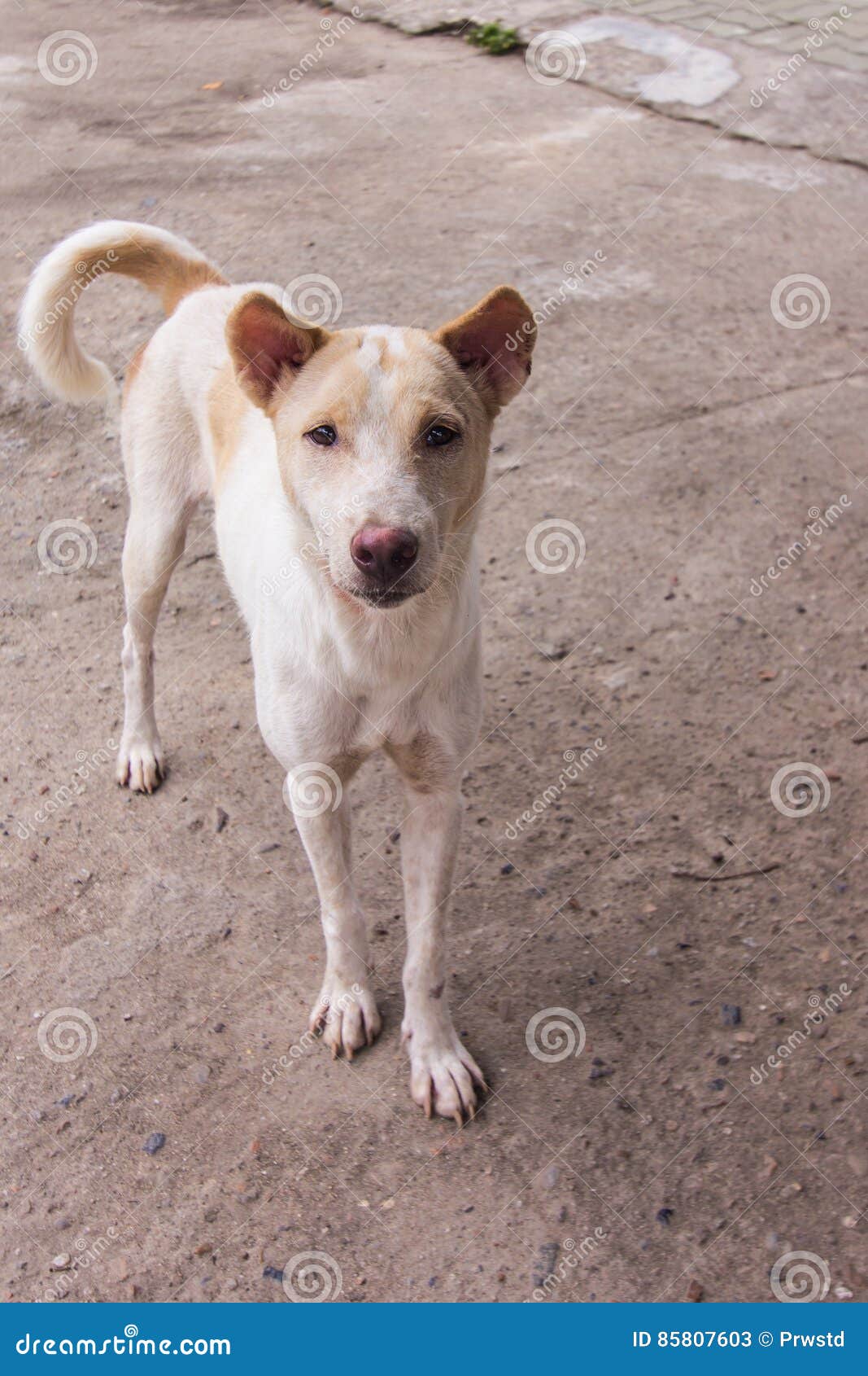 Thai white stray dog, pet stock image. Image of decorative - 85807603
